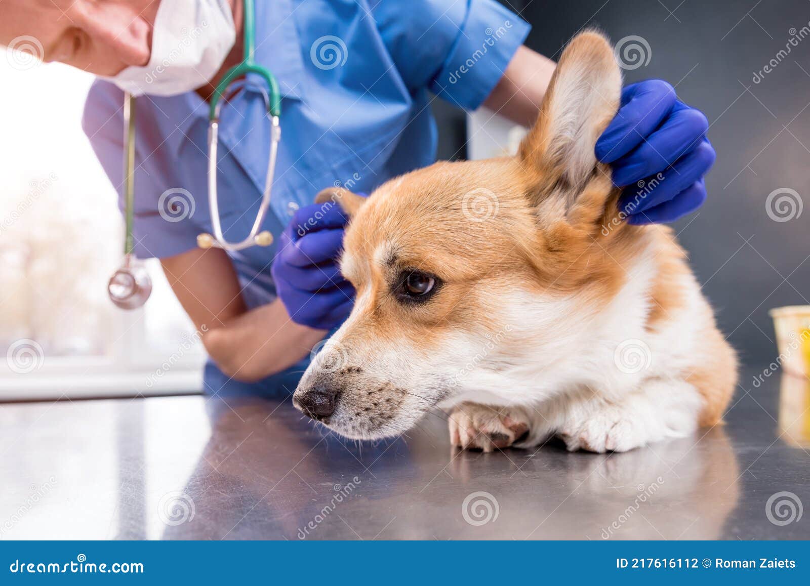 Veterinarian Examines the Ears of a Sick Corgi Dog Stock Photo - Image ...