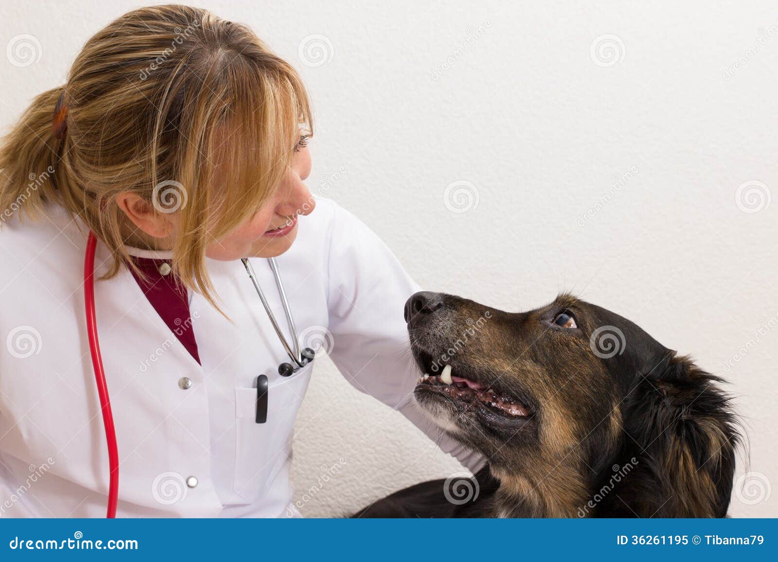 Veterinarian stock image. Image of love, confidence, white - 36261195