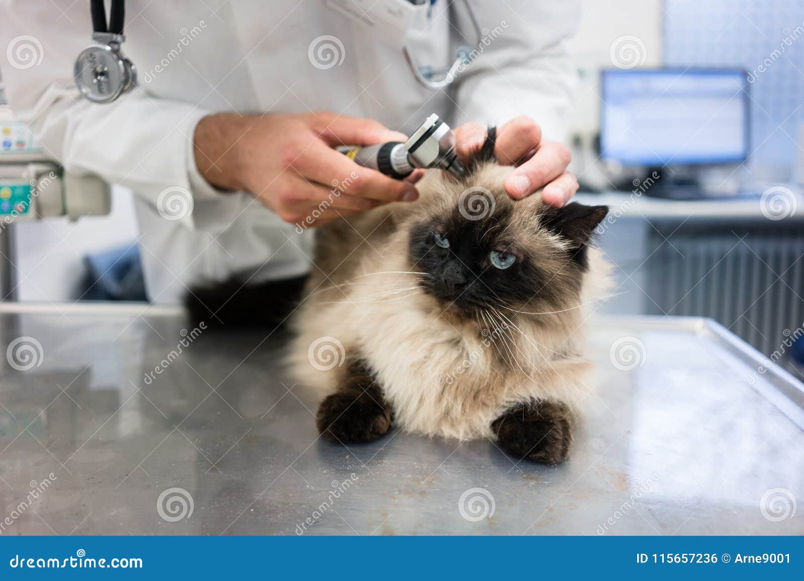 Veterinarian examining cat stock photo. Image of examination - 115657236