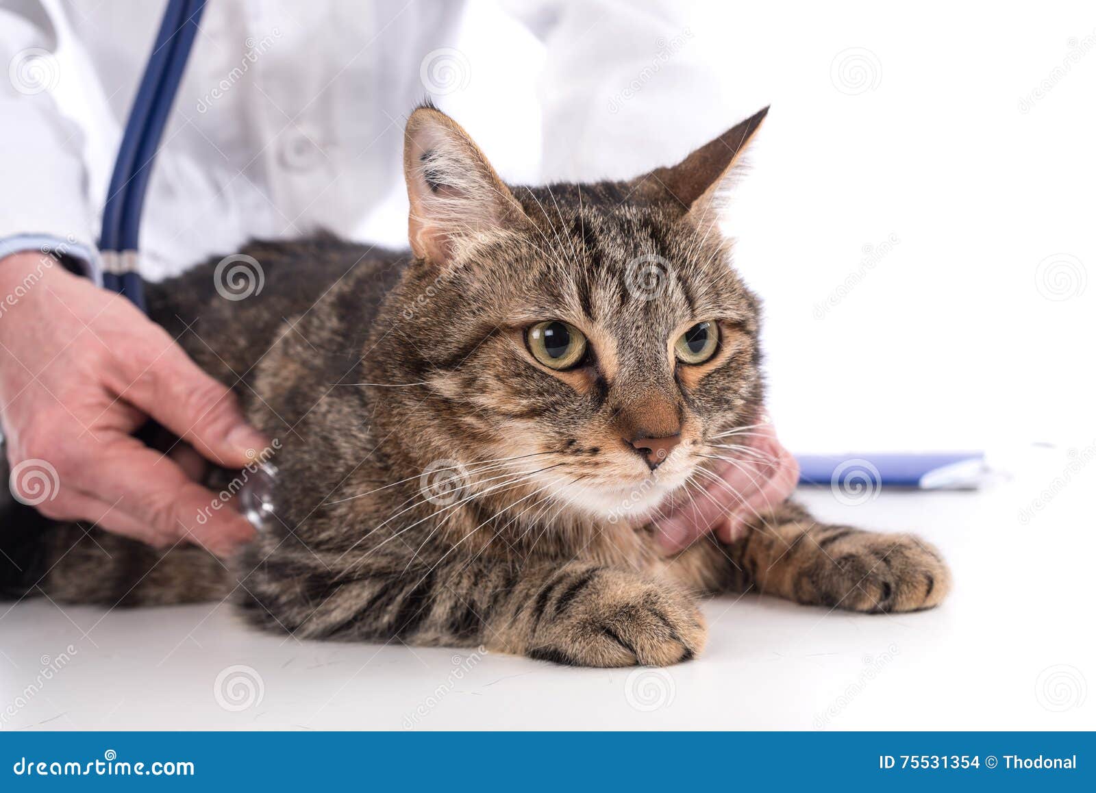 Veterinarian Examining a Cat Stock Photo - Image of examination, animal ...