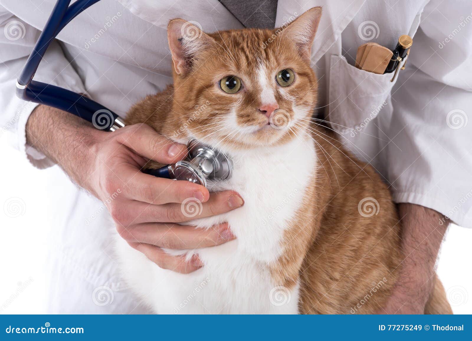 Veterinarian Examining a Cat Stock Image - Image of examination, doctor ...