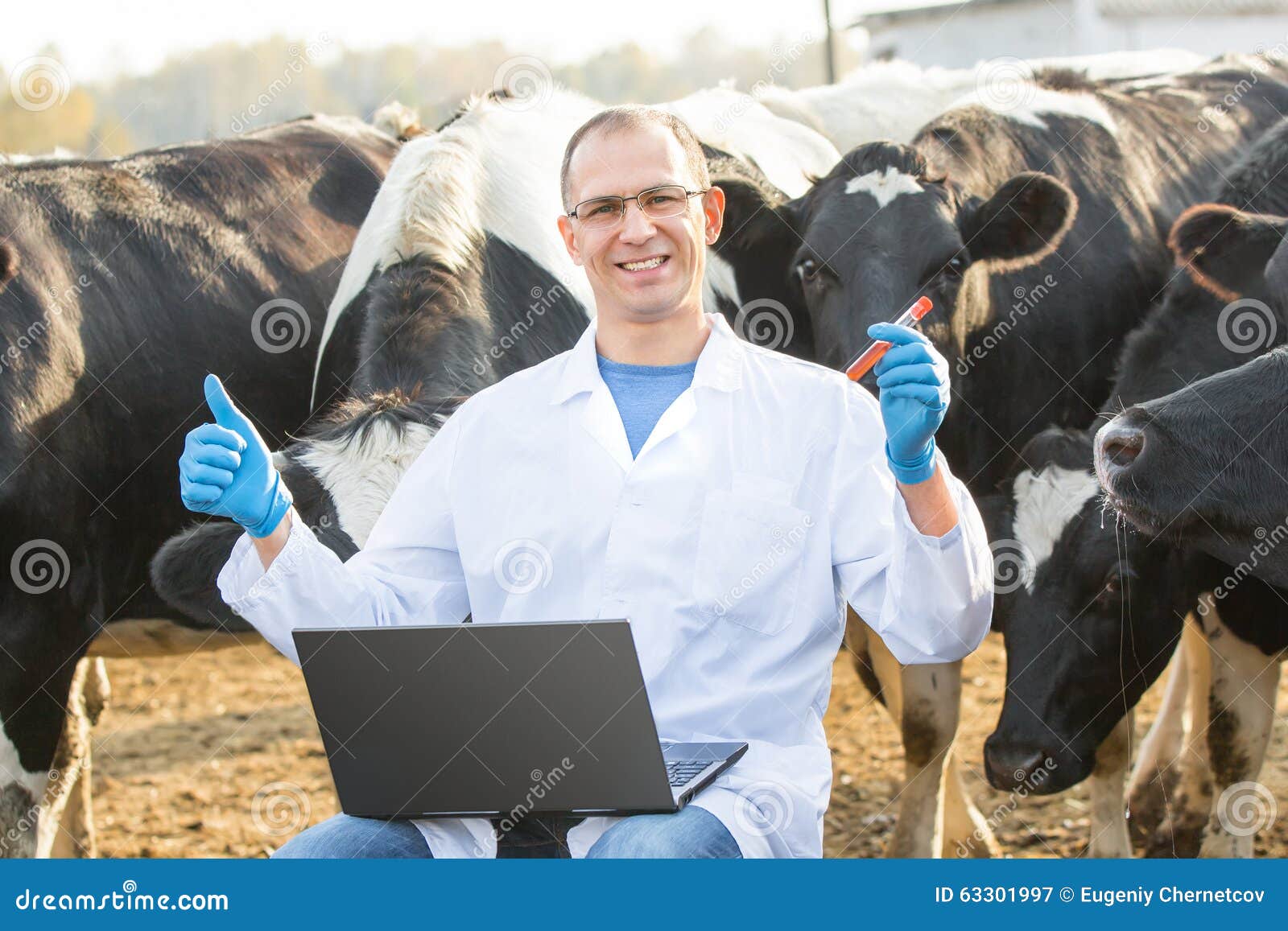 Veterinarian examining cow stock image. Image of check - 63301997