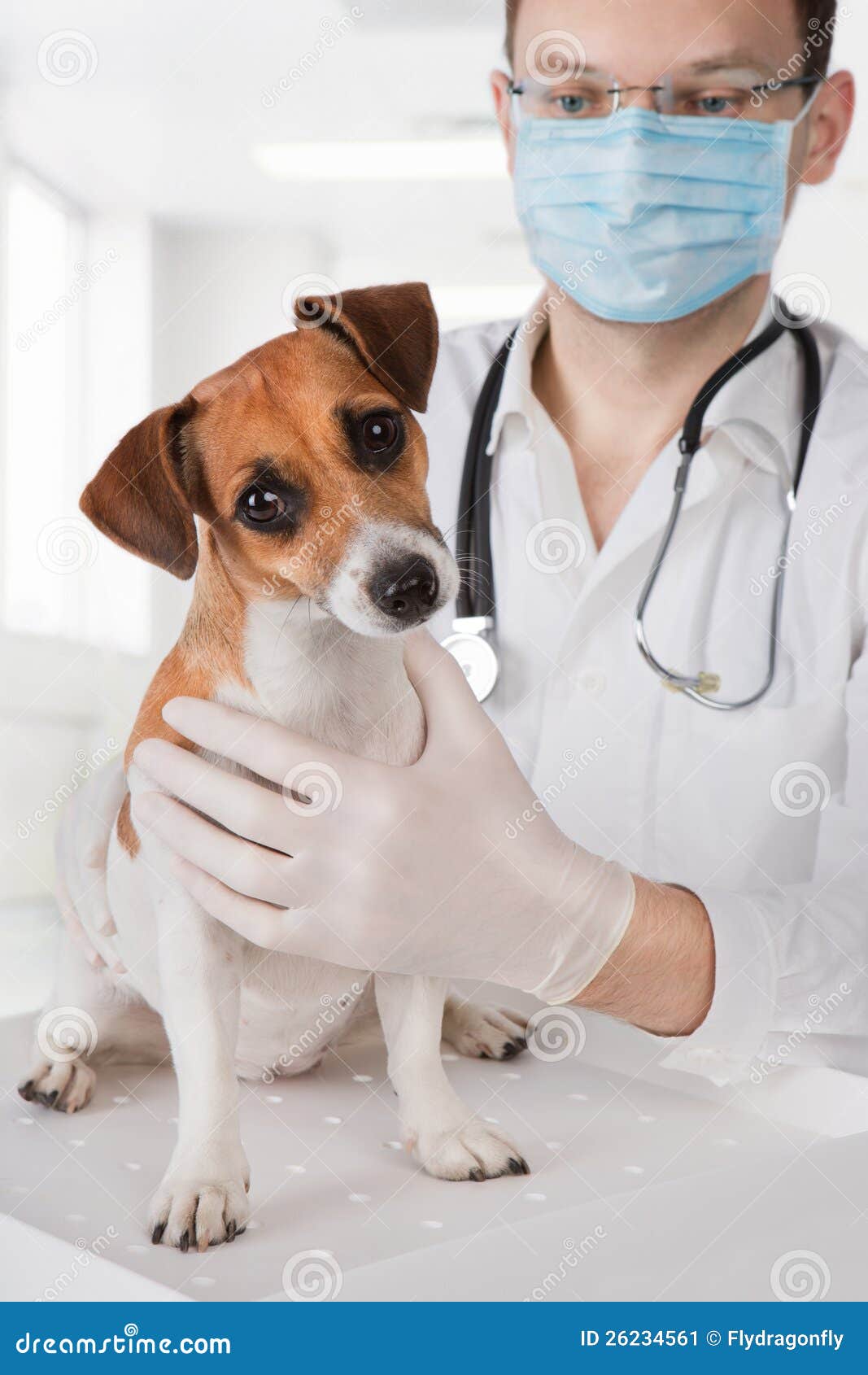 Veterinarian examining dog stock image. Image of nice - 26234561 Veterinarian examining dog stock image. Image of nice - 26234561