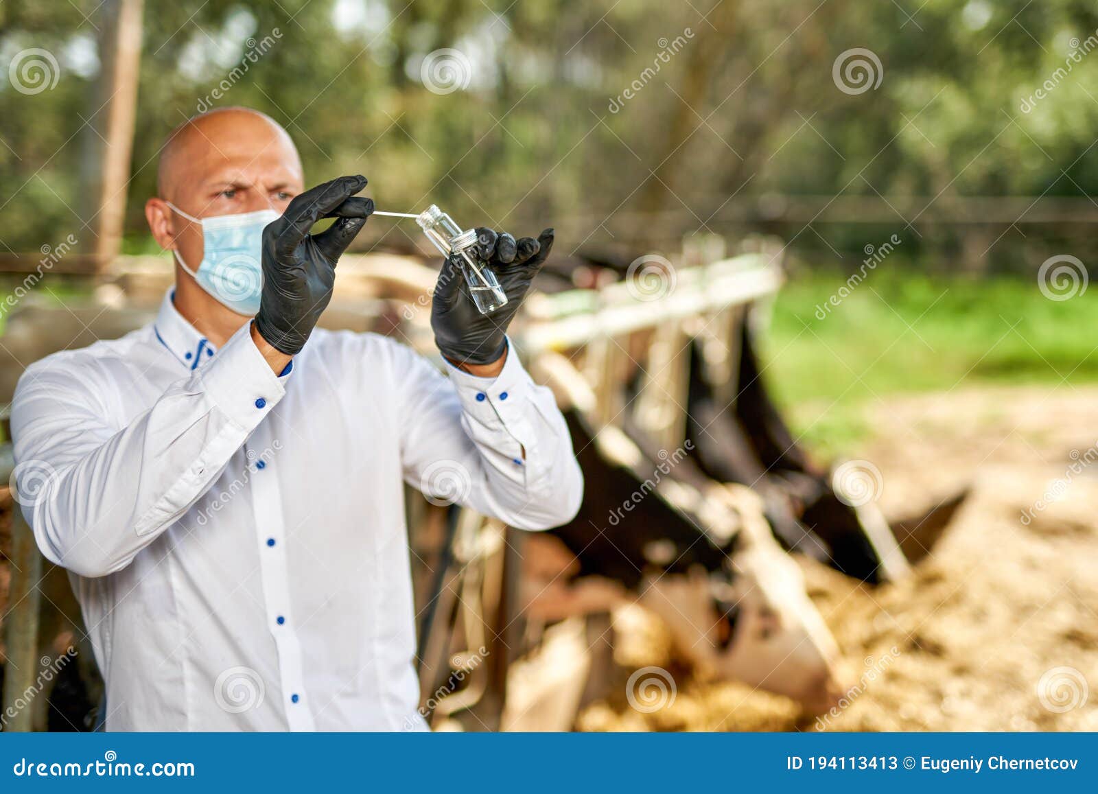 Veterinarian at Farm Cattle at Farm with Dairy Cows Stock Image - Image ... Veterinarian at Farm Cattle at Farm with Dairy Cows Stock Image - Image ...
