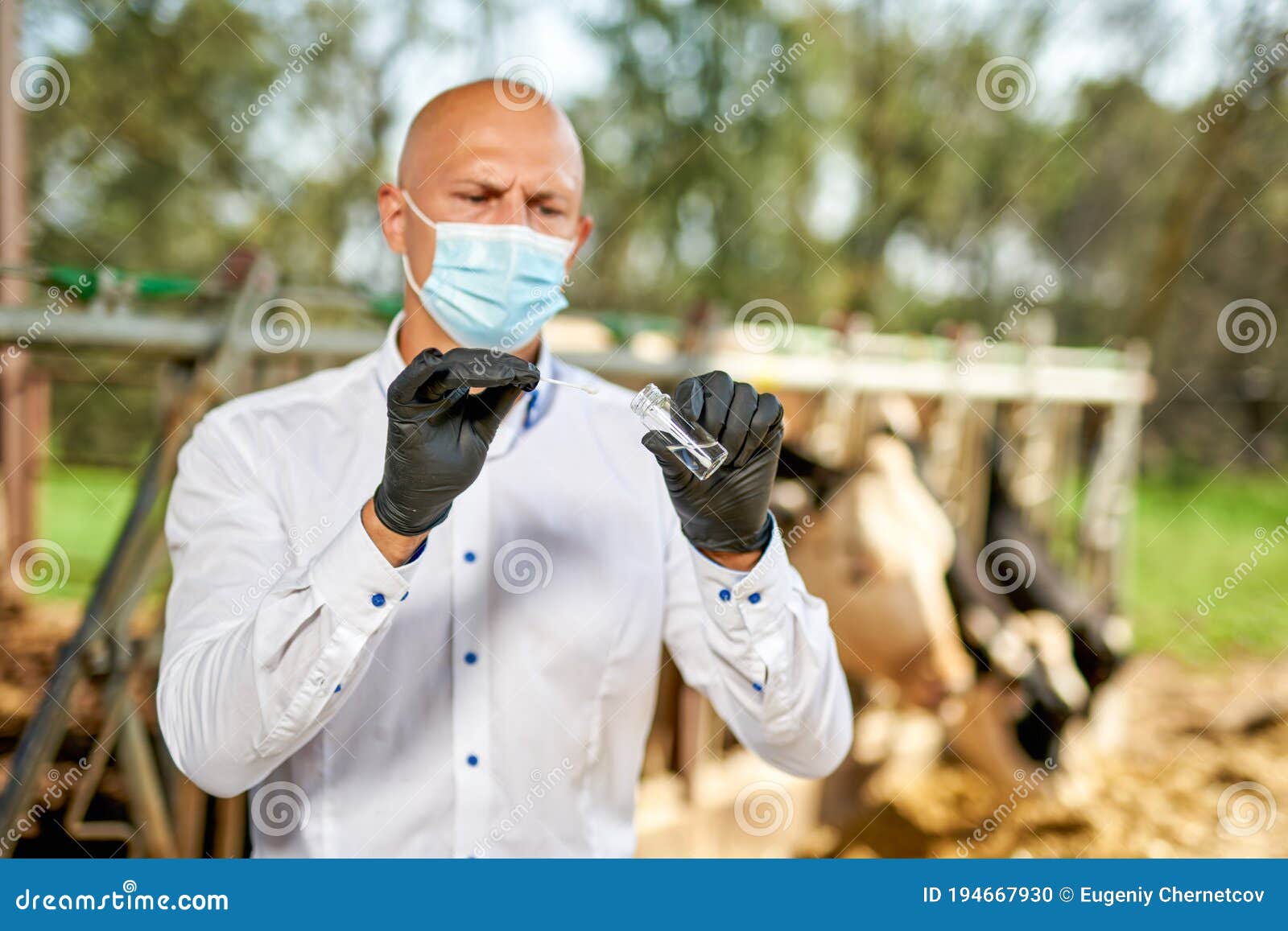 Veterinarian at Farm Cattle at Farm with Dairy Cows Stock Photo - Image ... Veterinarian at Farm Cattle at Farm with Dairy Cows Stock Photo - Image ...