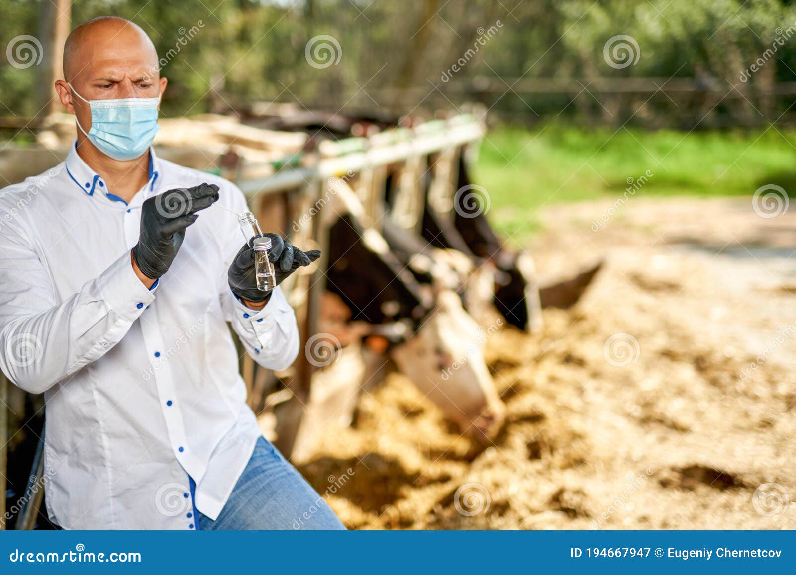 Veterinarian at Farm Cattle at Farm with Dairy Cows Stock Image - Image ... Veterinarian at Farm Cattle at Farm with Dairy Cows Stock Image - Image ...