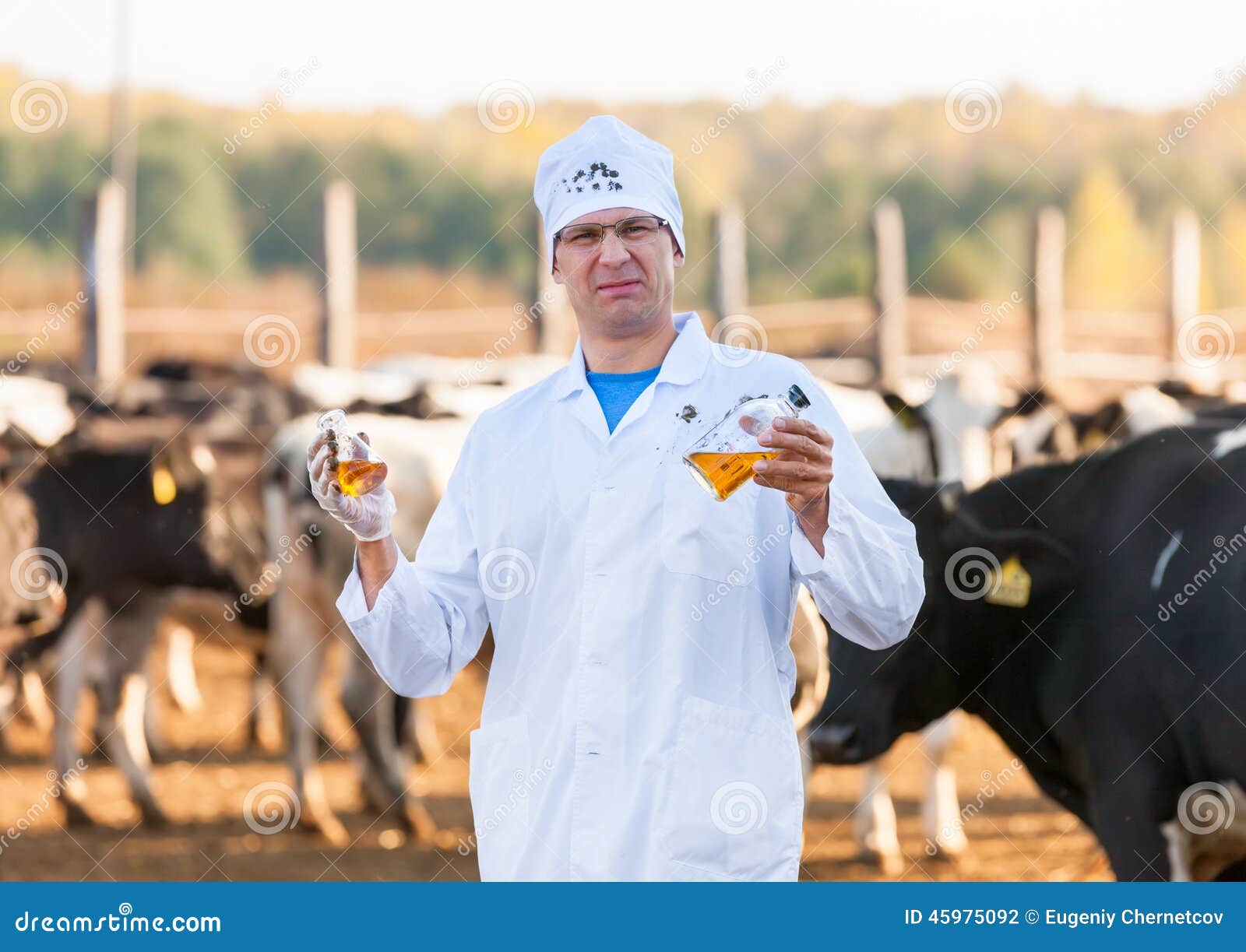 Veterinarian at Farm Cattle Stock Photo - Image of profession ...