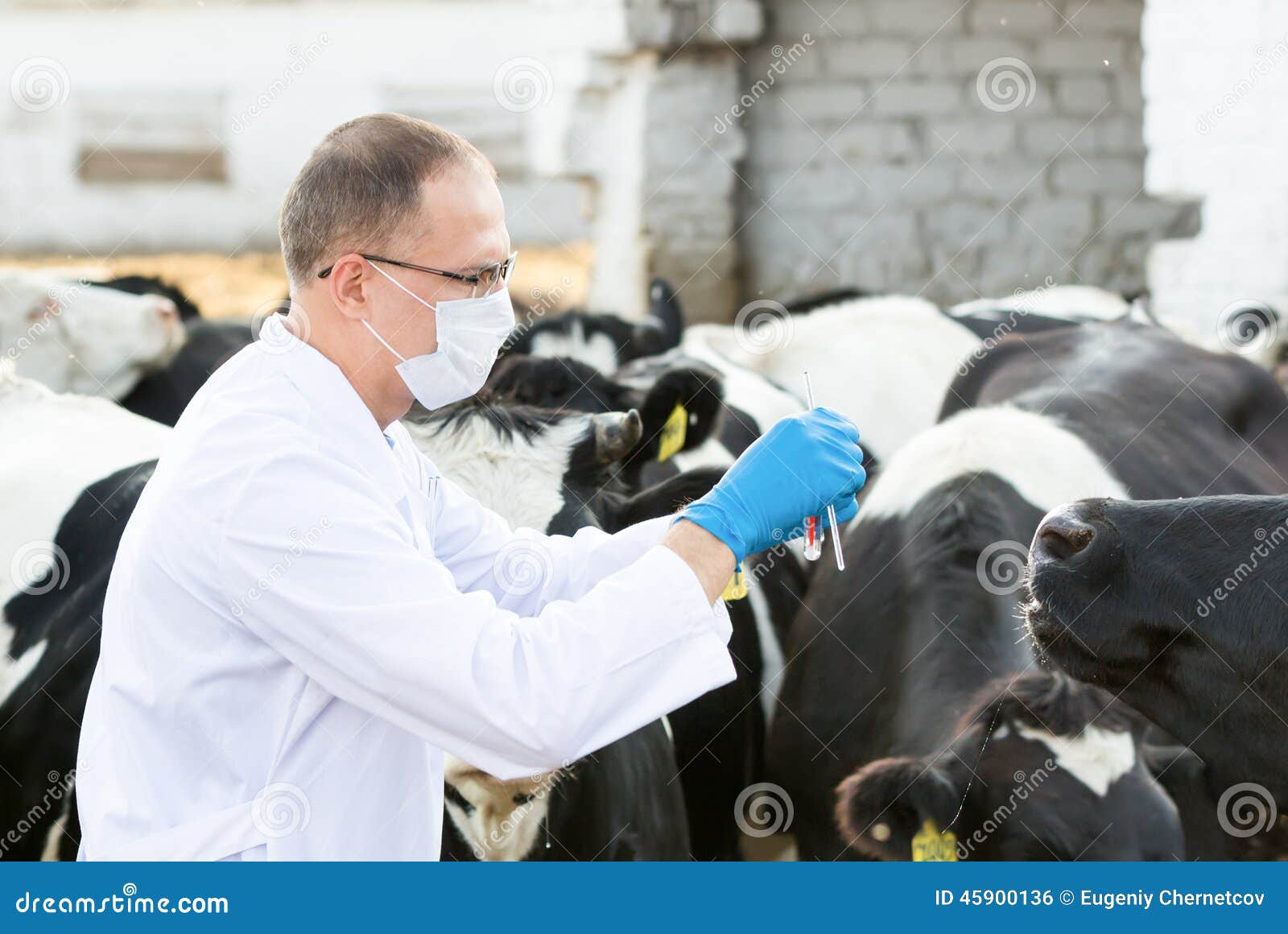 Veterinarian On Farm Cows Royalty-Free Stock Image | CartoonDealer.com ... Veterinarian On Farm Cows Royalty-Free Stock Image | CartoonDealer.com ...