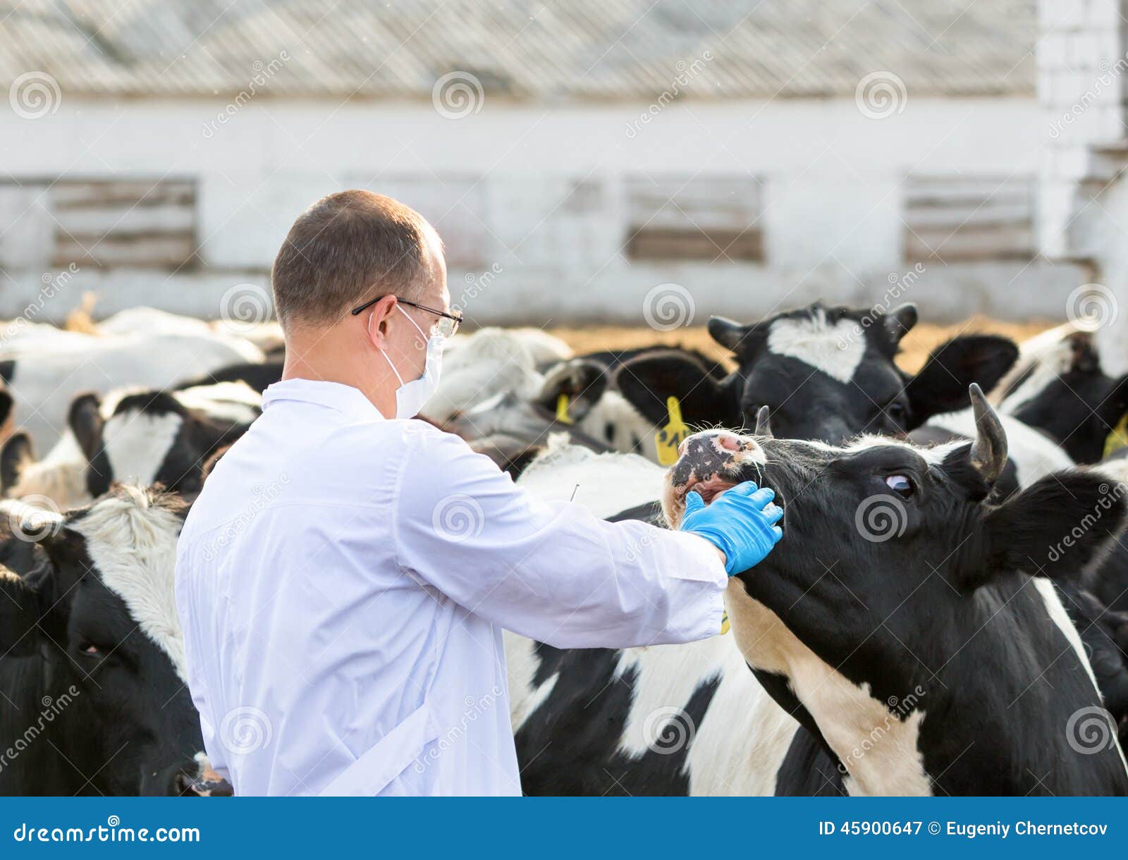 Veterinarian at Farm Cattle Stock Image - Image of labor, outdoors ...