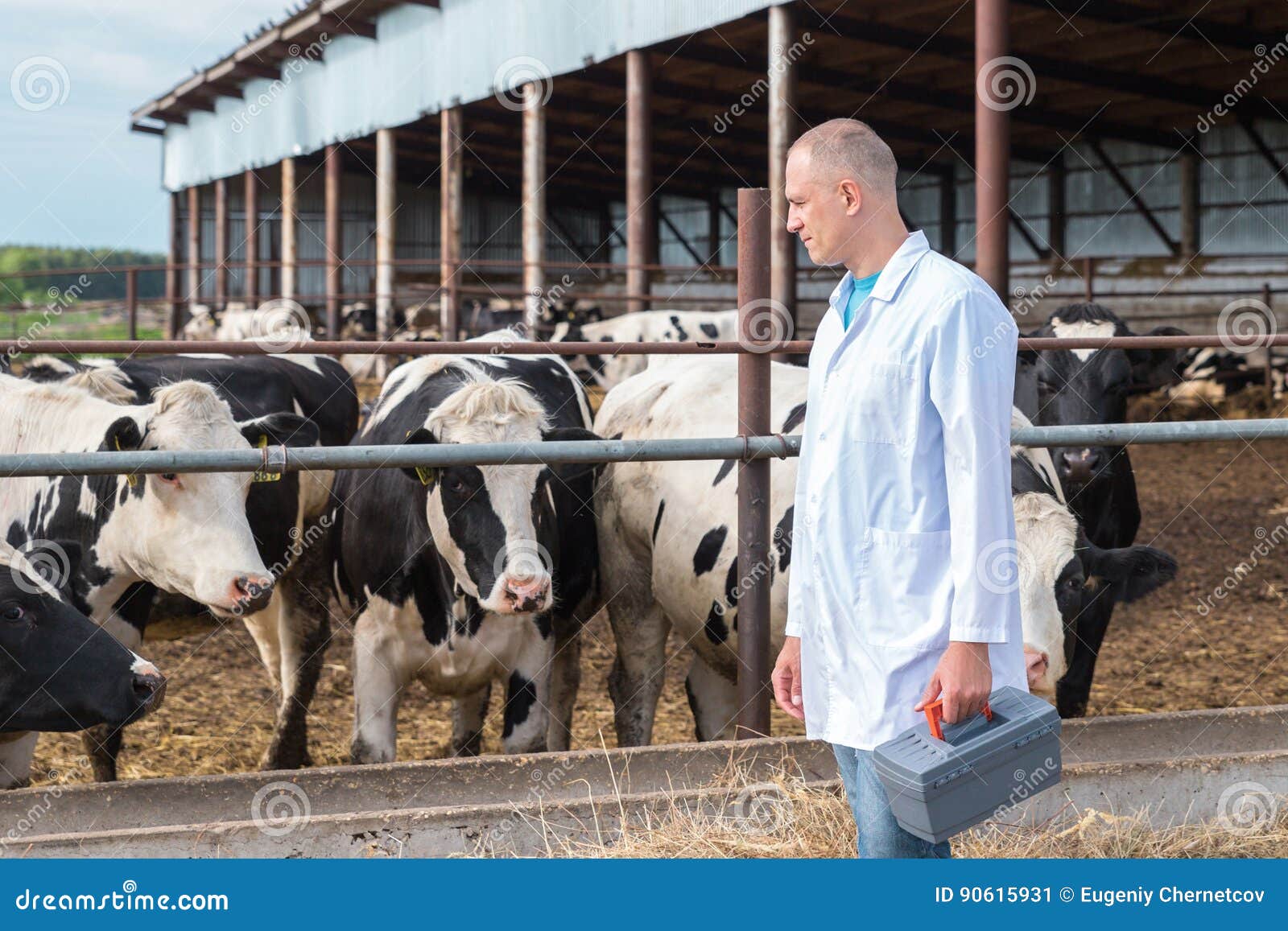Veterinarian on farm cows stock image. Image of people - 90615931