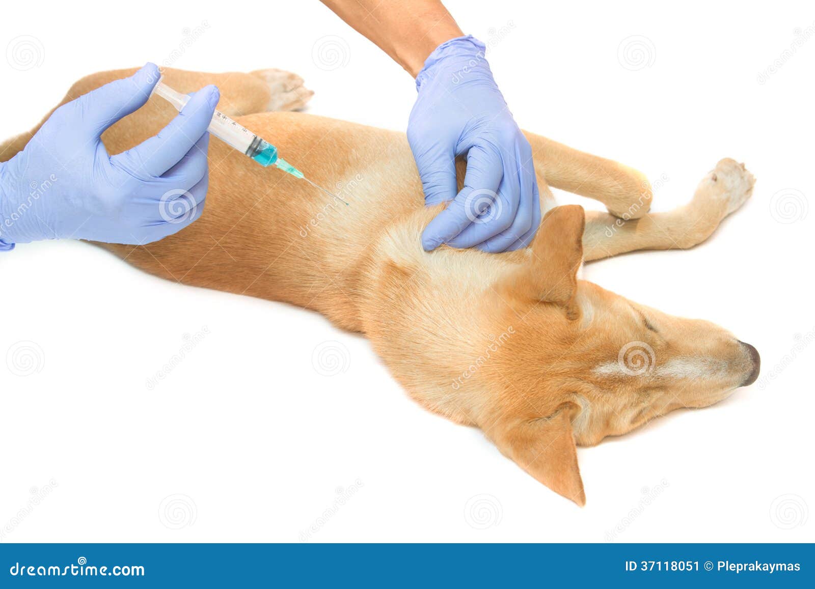 Veterinarian Giving Injection To a Dog Stock Image - Image of dosage ...