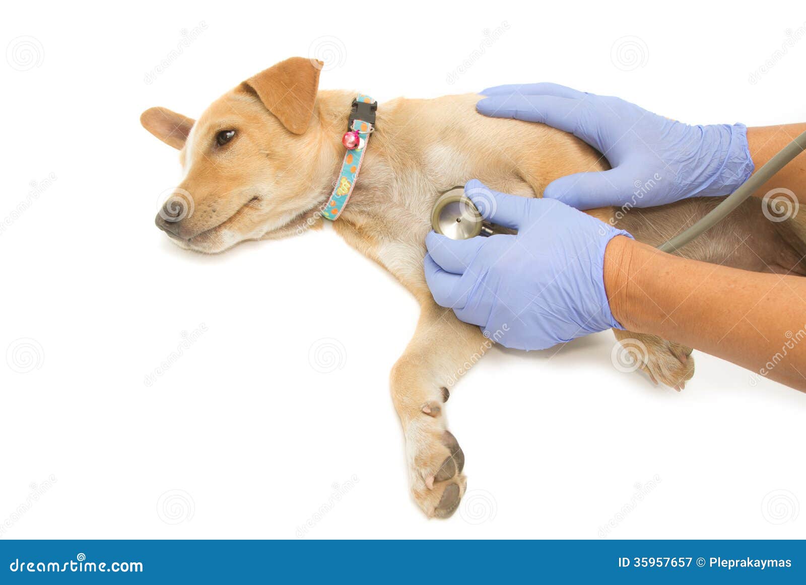 Veterinarian Hand Examining a Puppy Stock Image - Image of care ...