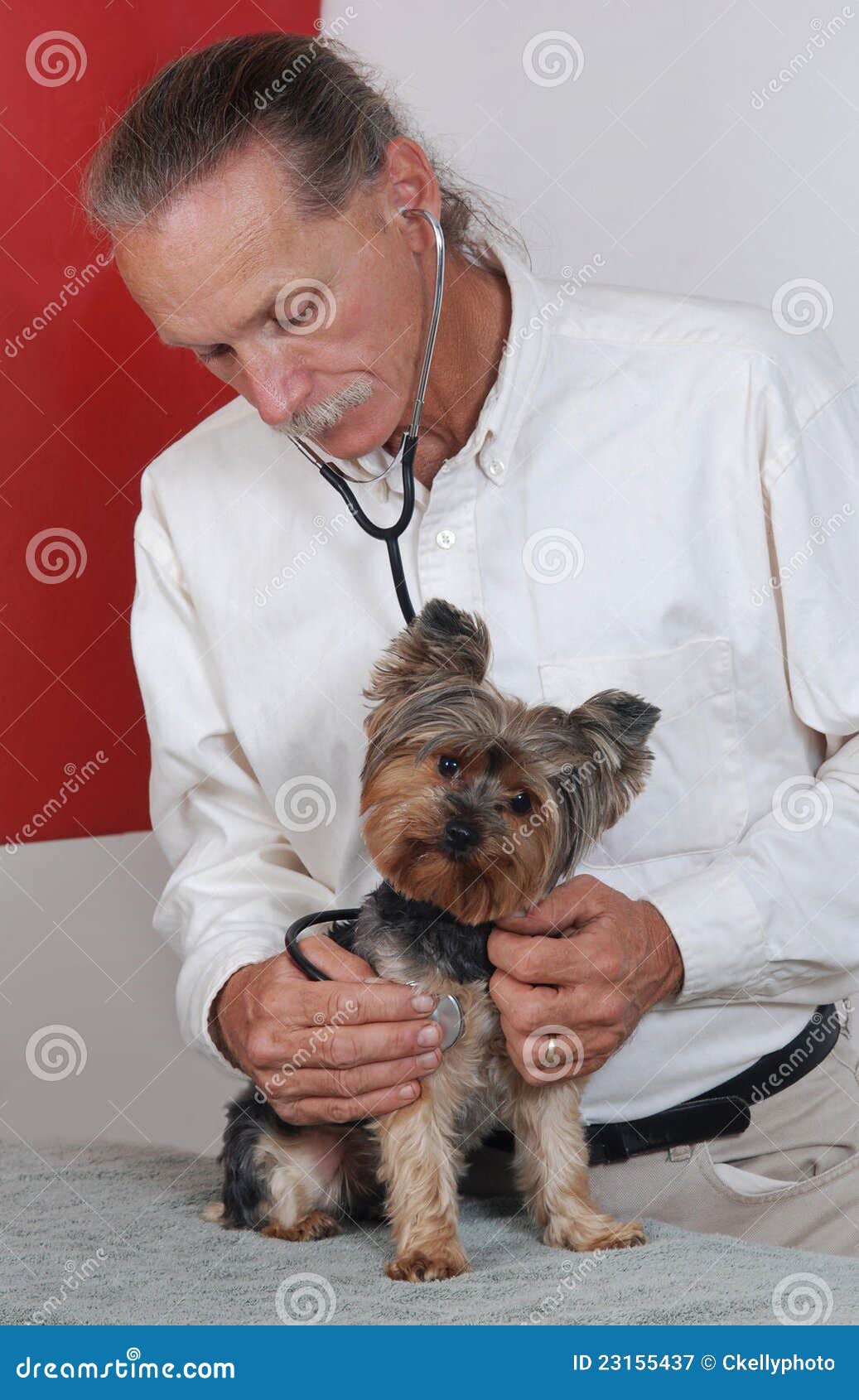 Veterinarian Holding Dog, Yorkshire Terrier Stock Image - Image of pets ...