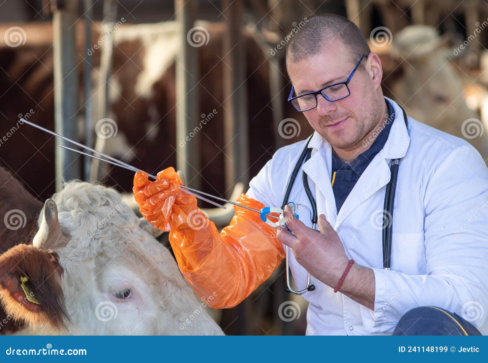 Veterinarian Holding Tools for Artificial Insemination for Cattle Stock ...