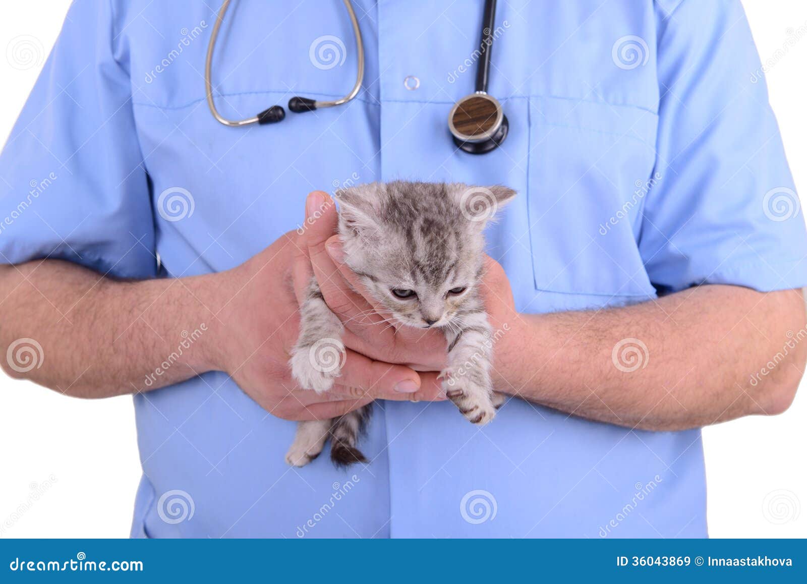 Veterinarian Inspection Of Chicken. Veterinary Clinic During Work. Farm ...