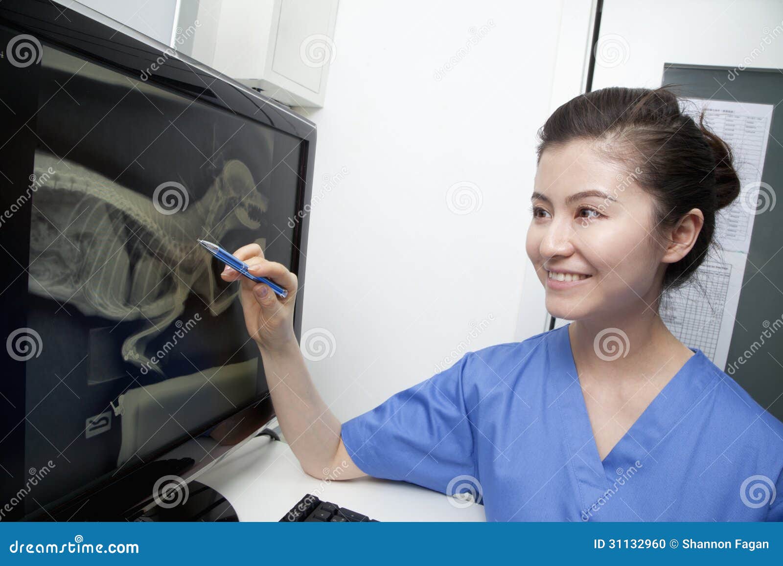 Veterinarian Looking and Pointing at Animal S X-ray Stock Photo - Image ...