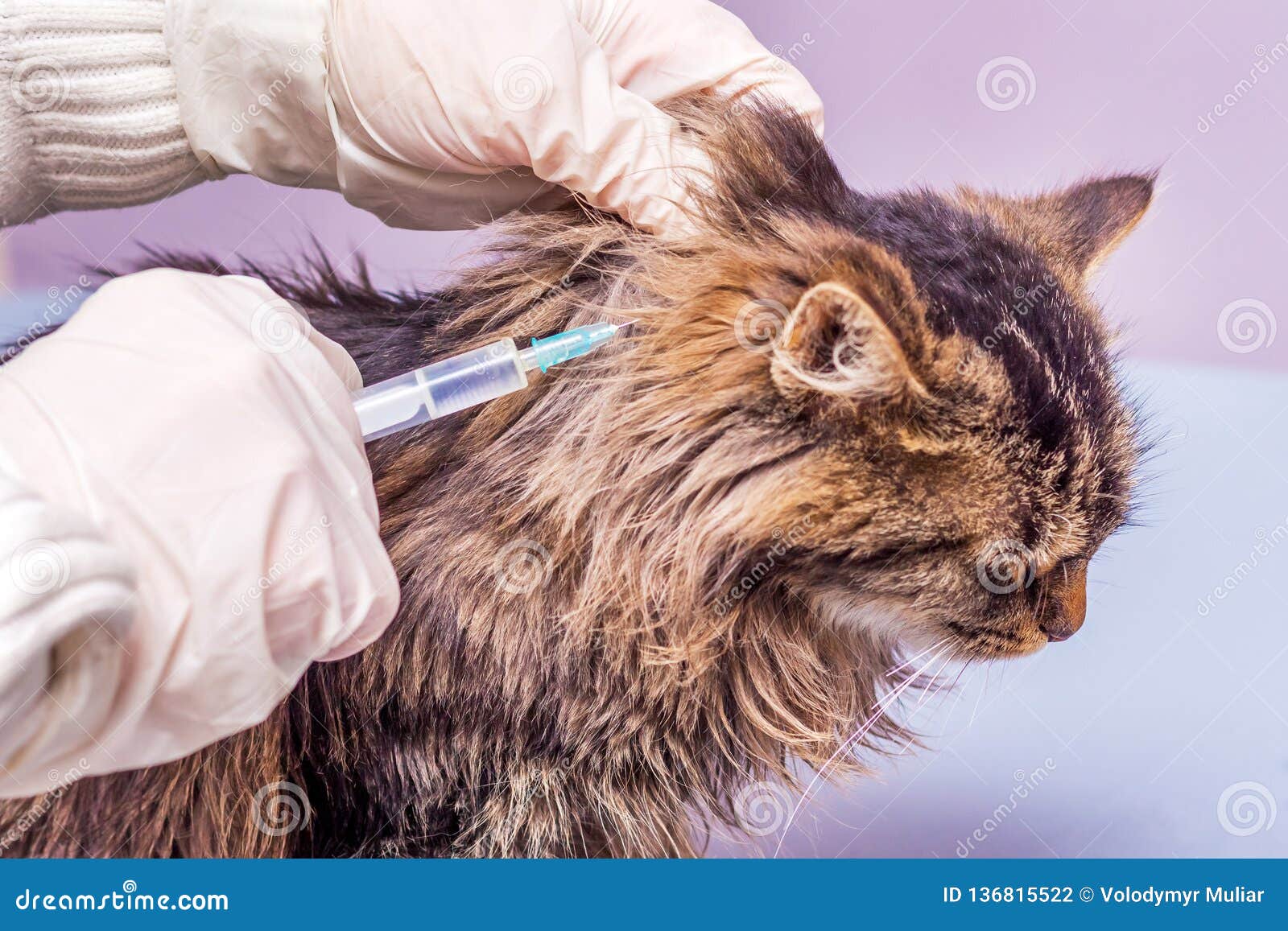 The Veterinarian Makes an Injection for the Cat. Treatment of Animals ...