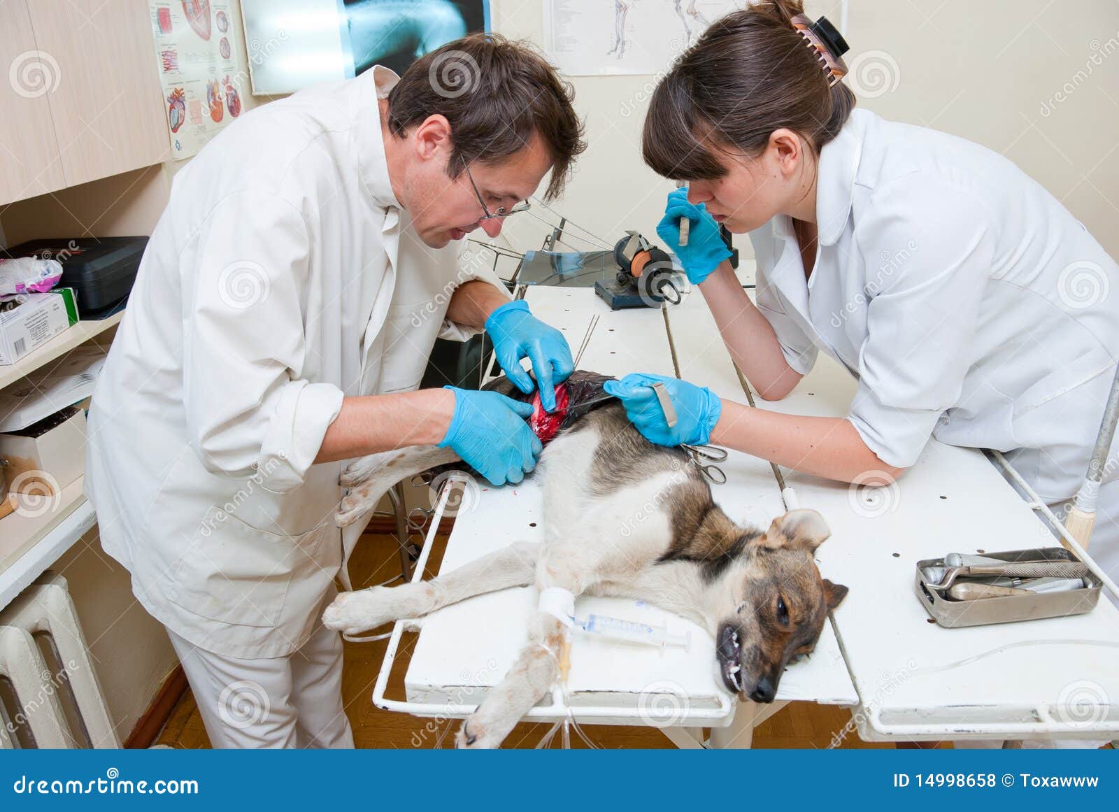 The Veterinarian Makes Surgery Stock Photo - Image of person ...