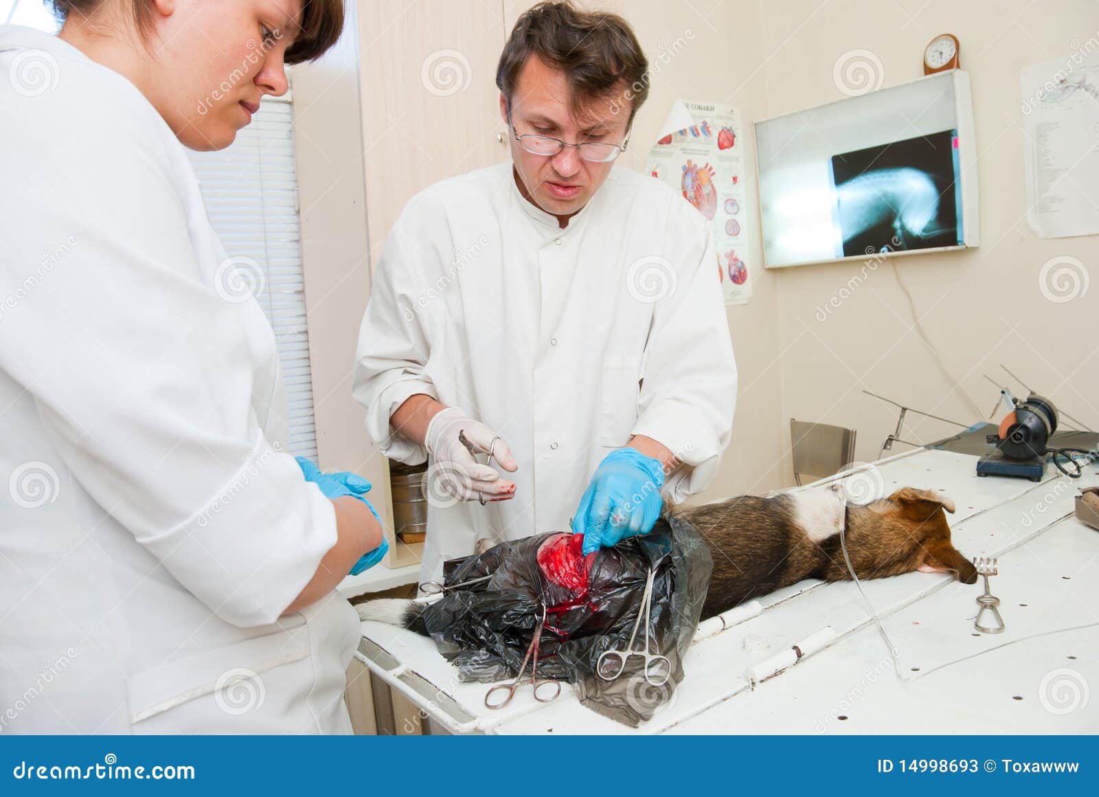 The Veterinarian Makes Surgery Stock Image - Image of sick ...