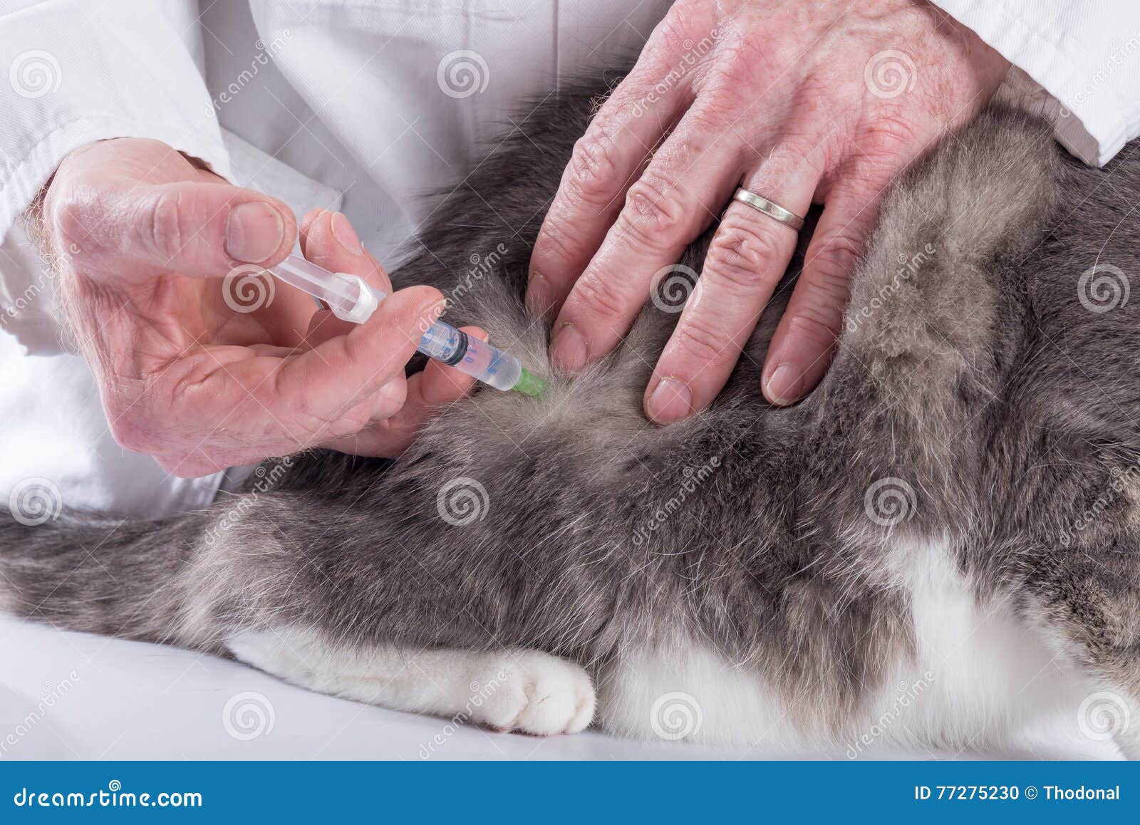 Veterinarian Making Injection Stock Photo - Image of doctor ...