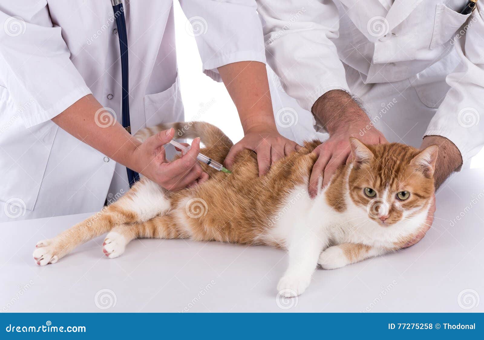 Veterinarian Making Injection Stock Photo - Image of medicine ...