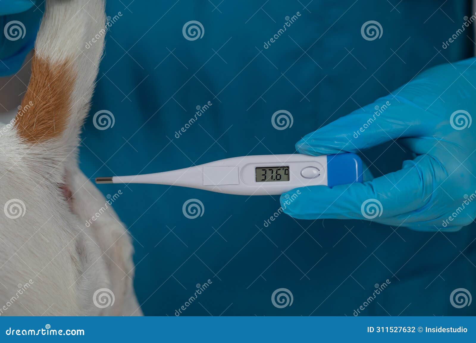 A Veterinarian Measures a Dog& X27;s Temperature Rectally with an ...