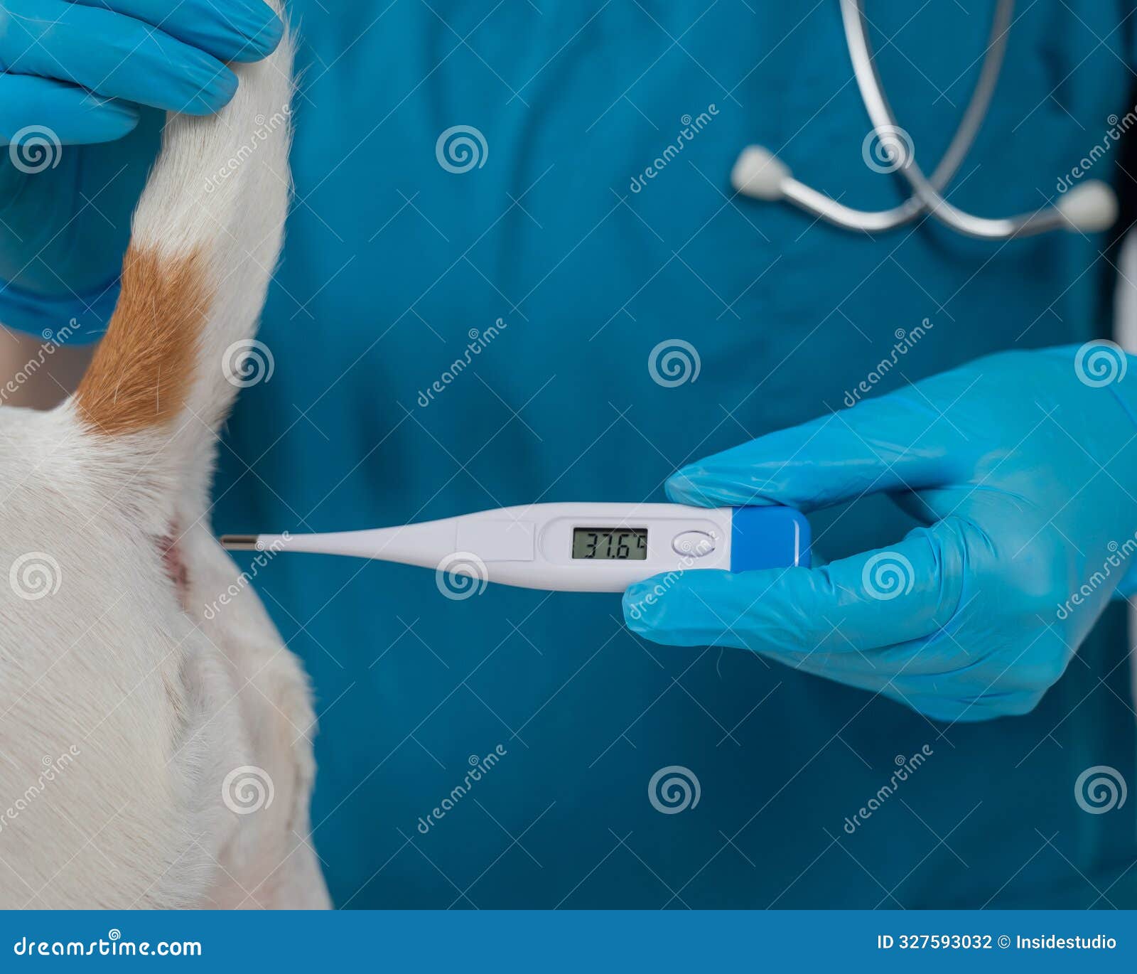 A Veterinarian Measures a Dog& X27;s Temperature Rectally with an ...