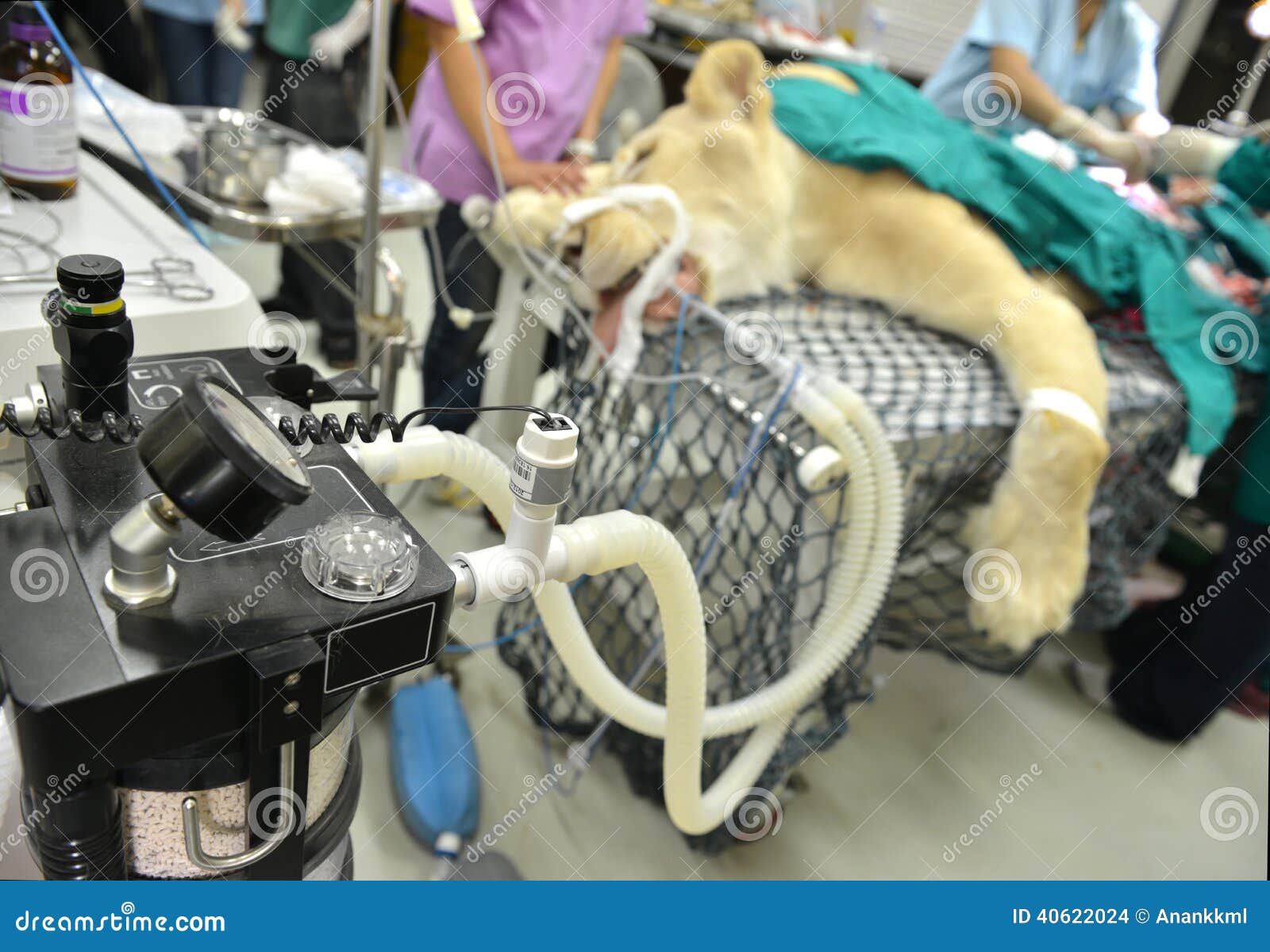 Veterinarian Performing an Operation on a Lion Stock Photo - Image of ...