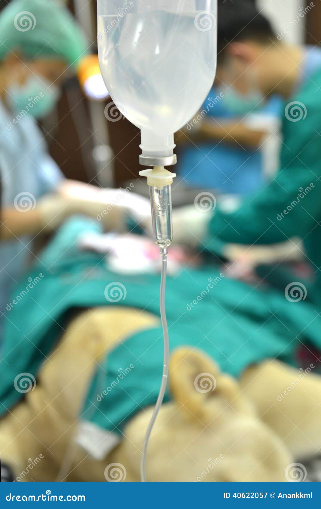 Veterinarian Performing an Operation on a Lion Stock Image - Image of ...