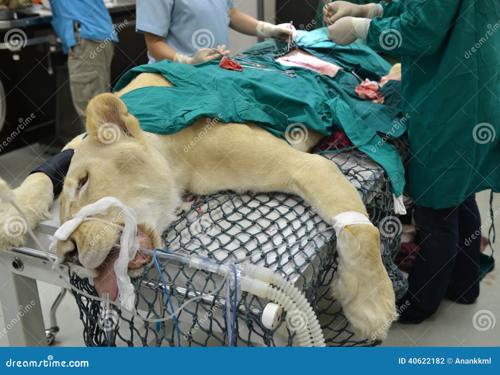 Veterinarian Performing an Operation on a Lion Stock Photo - Image of ...