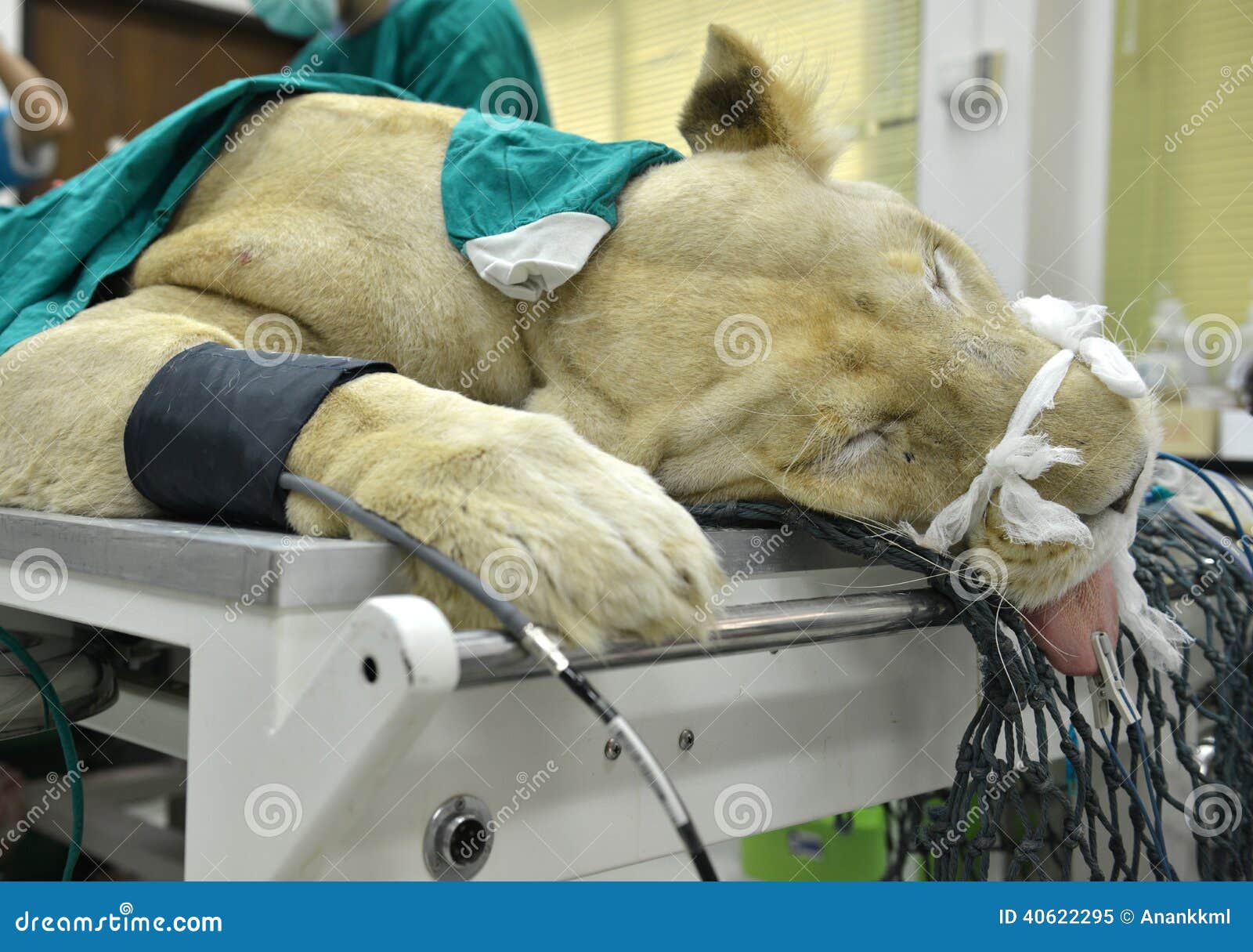 Veterinarian Performing an Operation on a Lion Stock Image - Image of ...