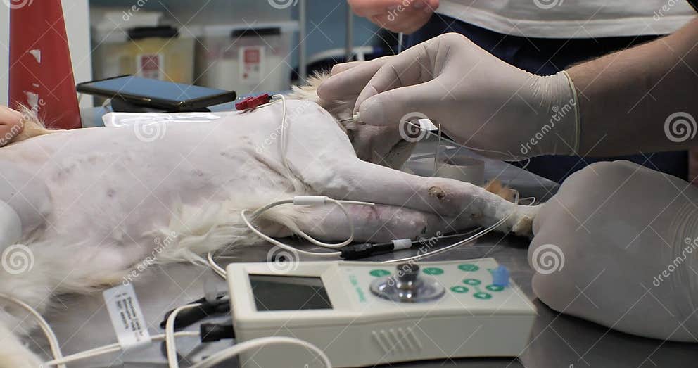 A Veterinarian Performs Nerve Bundle Anesthesia with an Electrical ...