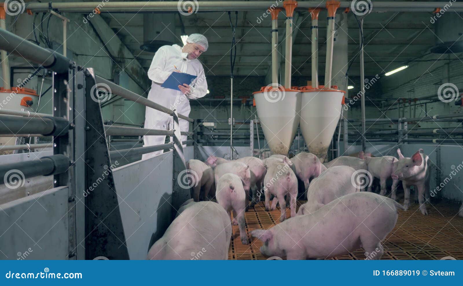 Piggery 图库视频 – 3 Piggery 图库视频 - Dreamstime