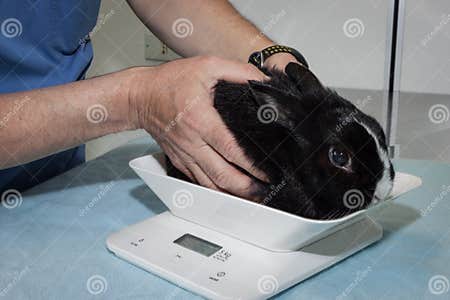 Veterinarian Putting a Rabbit on Scale Stock Photo - Image of small ...