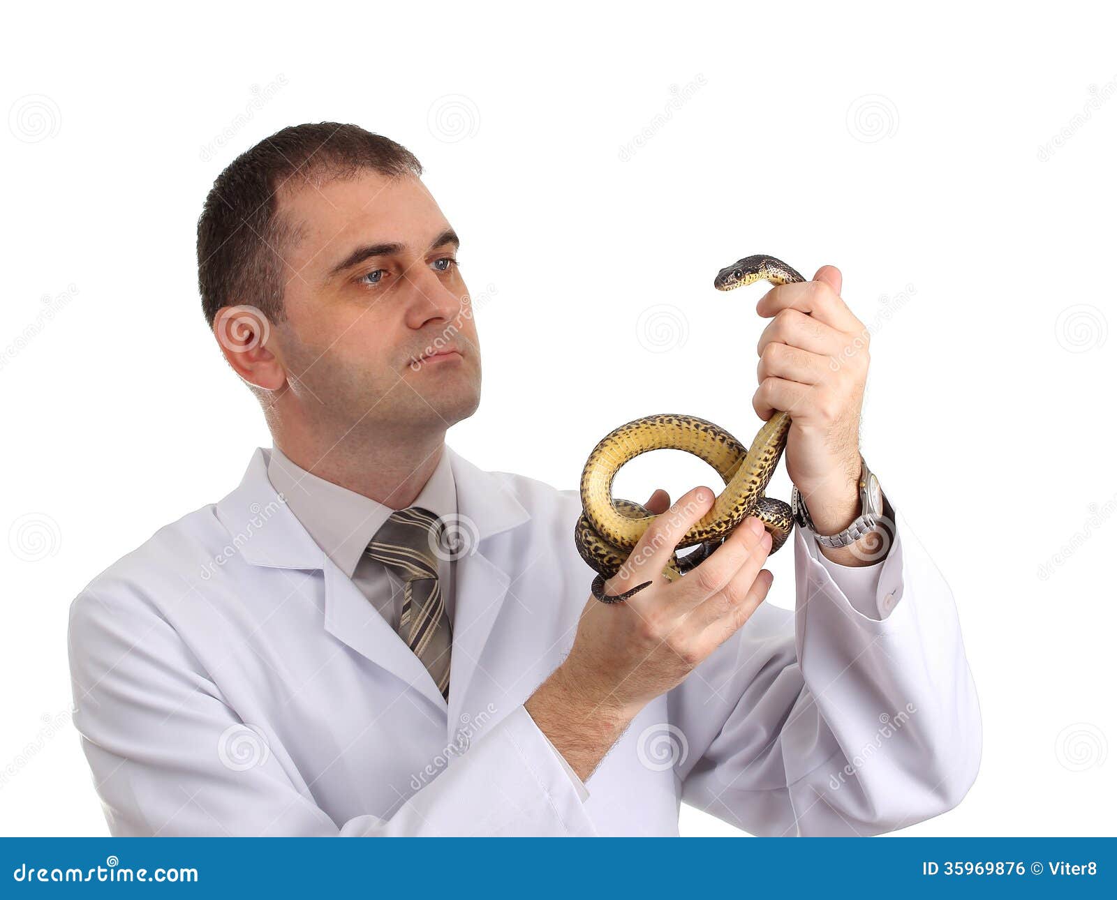 Veterinarian with a Snake in His Hands Stock Photo - Image of yellow ...