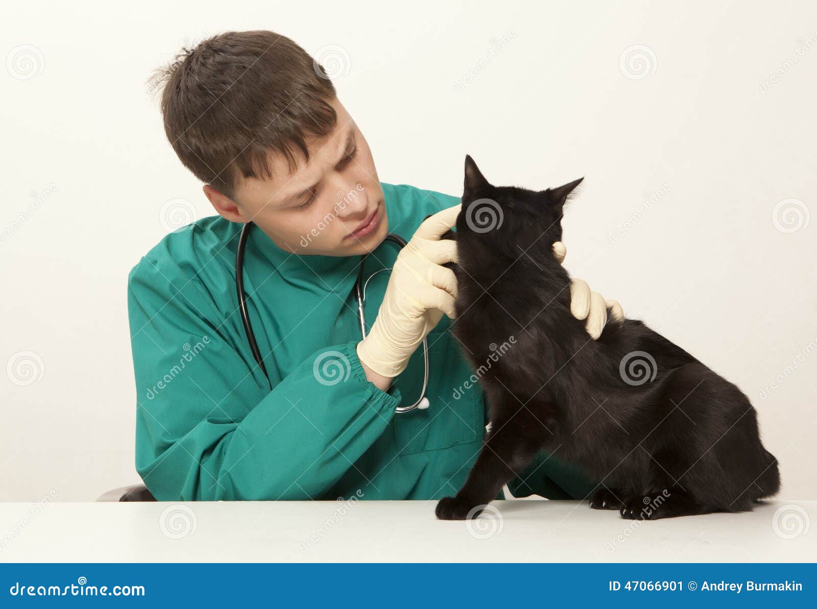 Veterinarian Surgeon Doctor and Cat Stock Image - Image of nurse ...