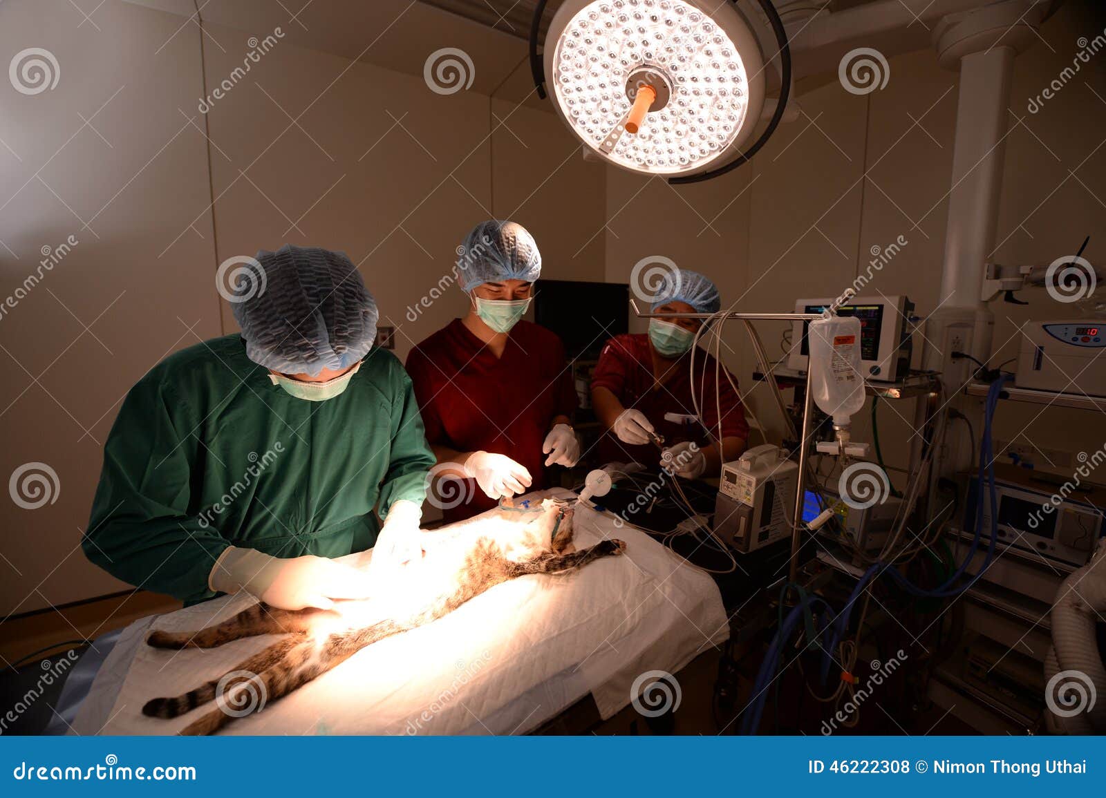 Veterinarian Surgeon Working in Operating Room with an Assistant Stock ...