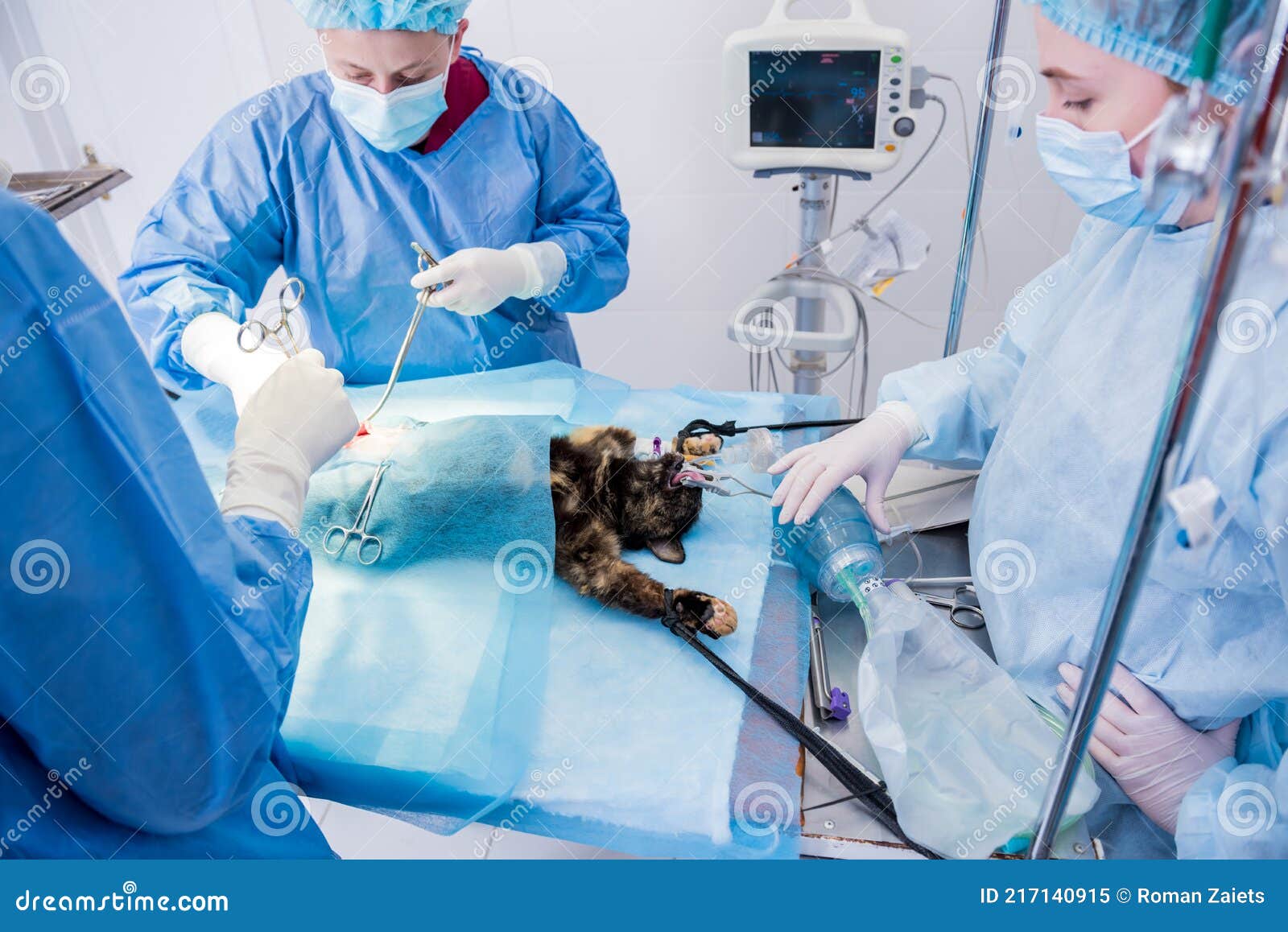 Veterinarian Surgeons in Operating Room Doing Cat Neutering Stock Image ...