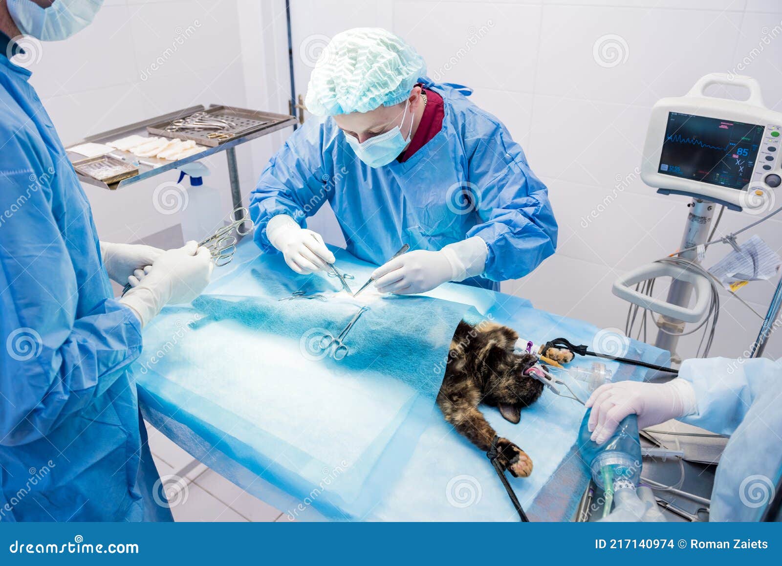 Veterinarian Surgeons in Operating Room Doing Cat Neutering Stock Photo ...