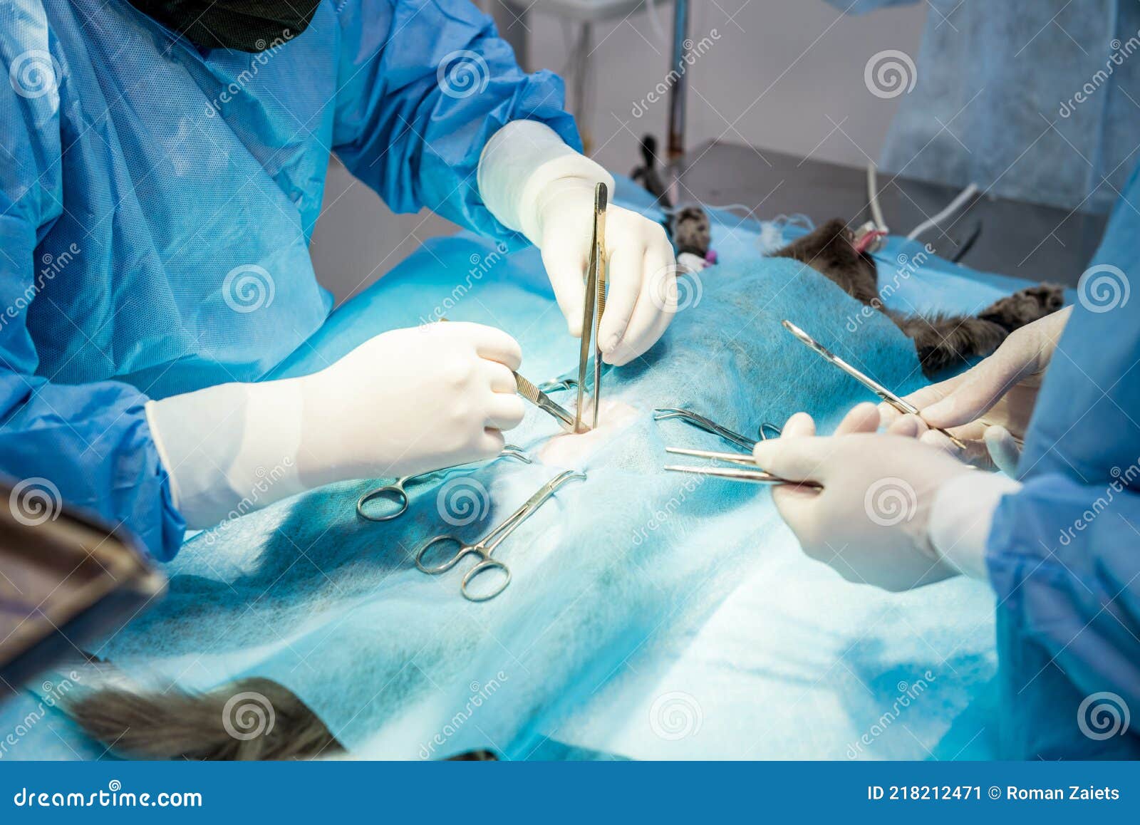 Veterinarian Surgeons in Operating Room Doing Cat Neutering Stock Image ...
