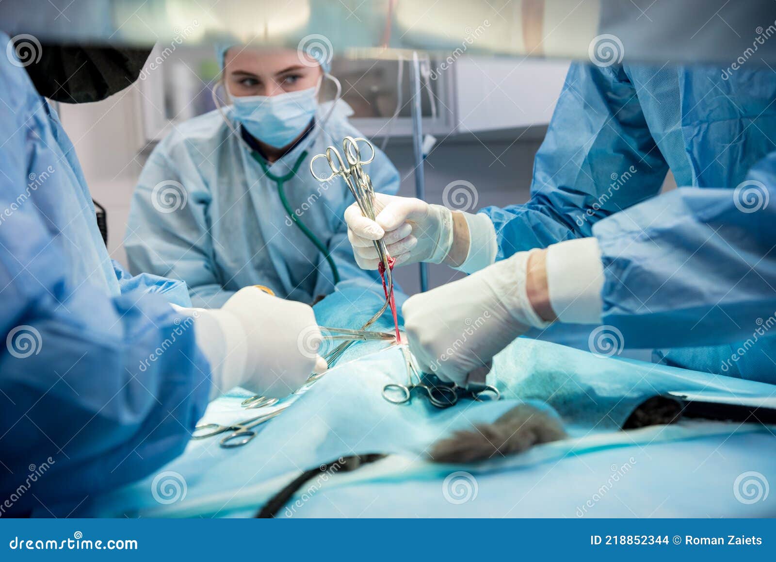 Veterinarian Surgeons in Operating Room Doing Cat Neutering Stock Photo ...