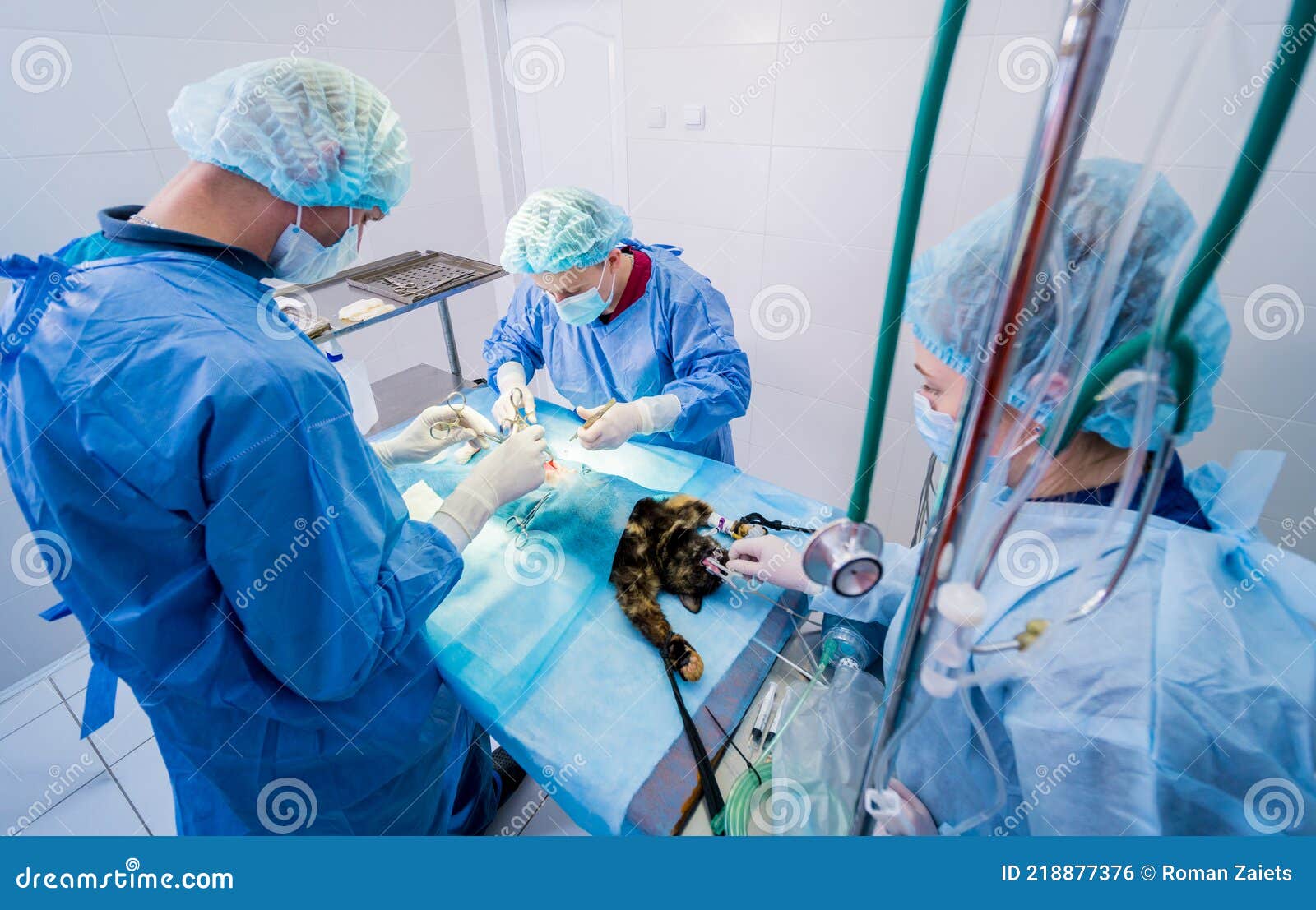 Veterinarian Surgeons in Operating Room Doing Cat Neutering Stock Photo ...