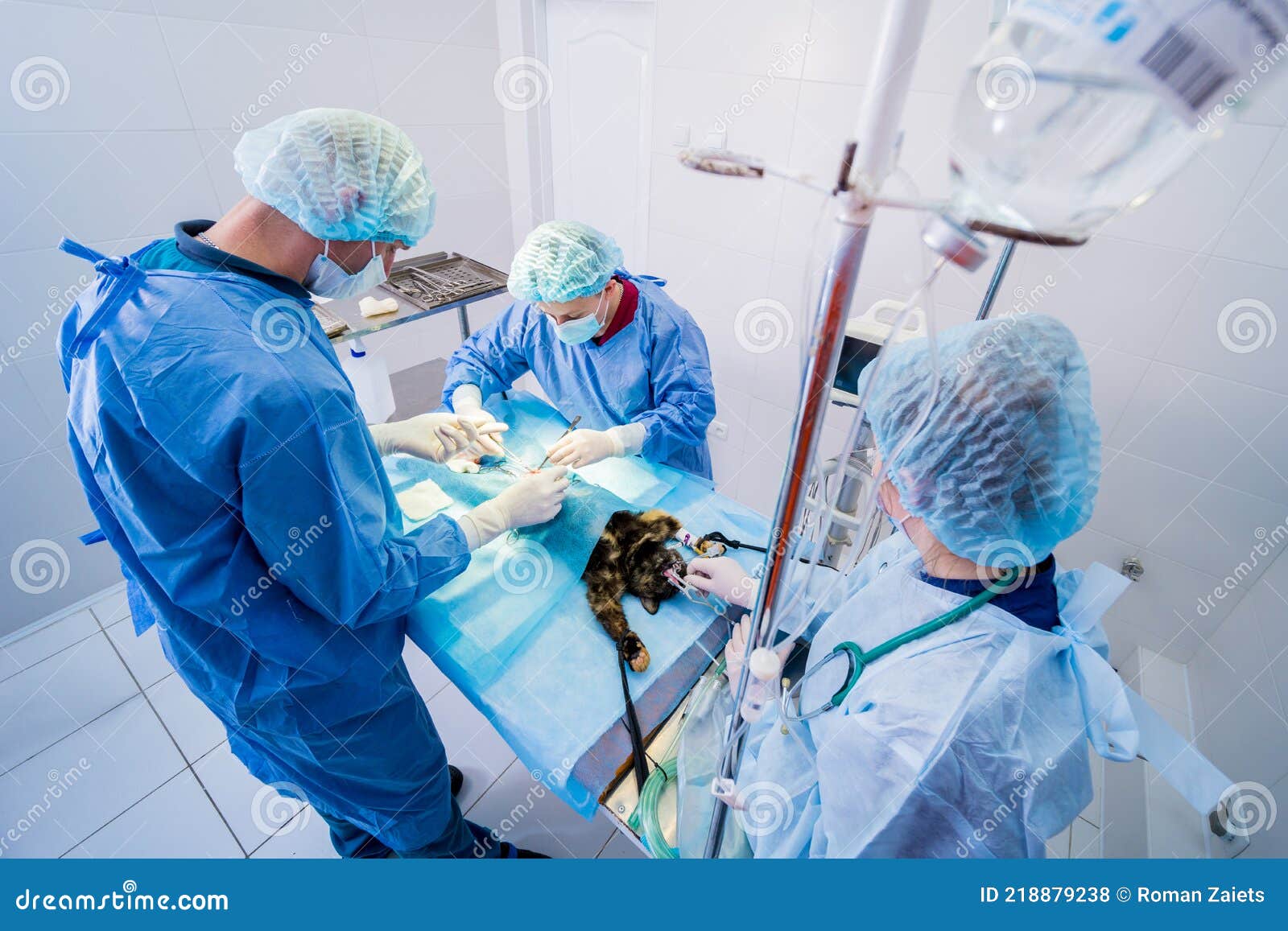 Veterinarian Surgeons in Operating Room Doing Cat Neutering Stock Photo ...