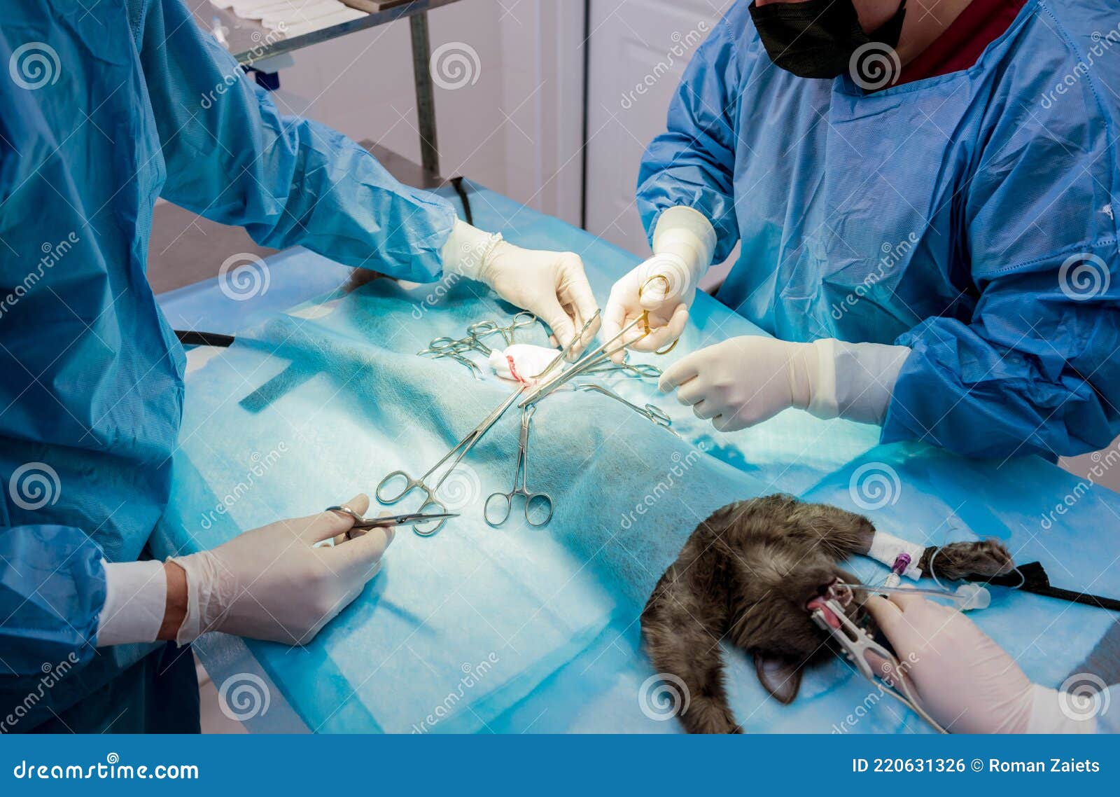 Veterinarian Surgeons in Operating Room Doing Cat Neutering Stock Photo ...