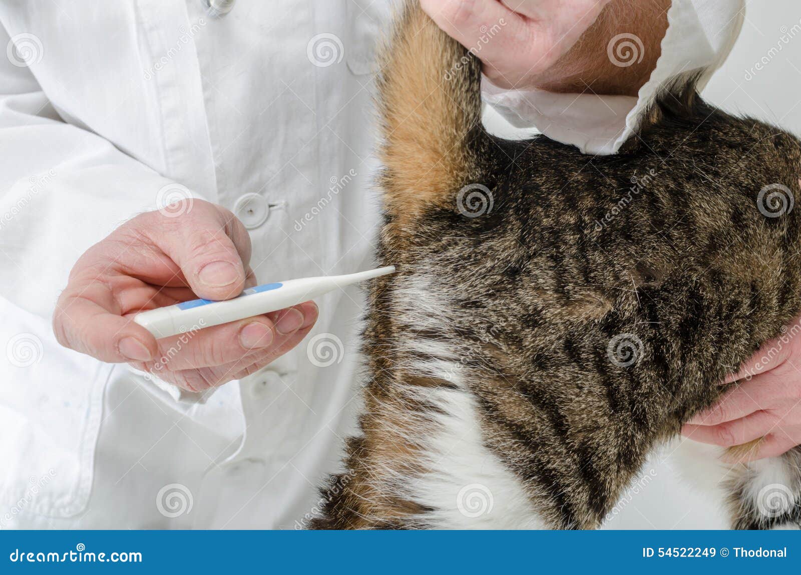 Veterinarian Taking Temperature of Cat Stock Image - Image of ...