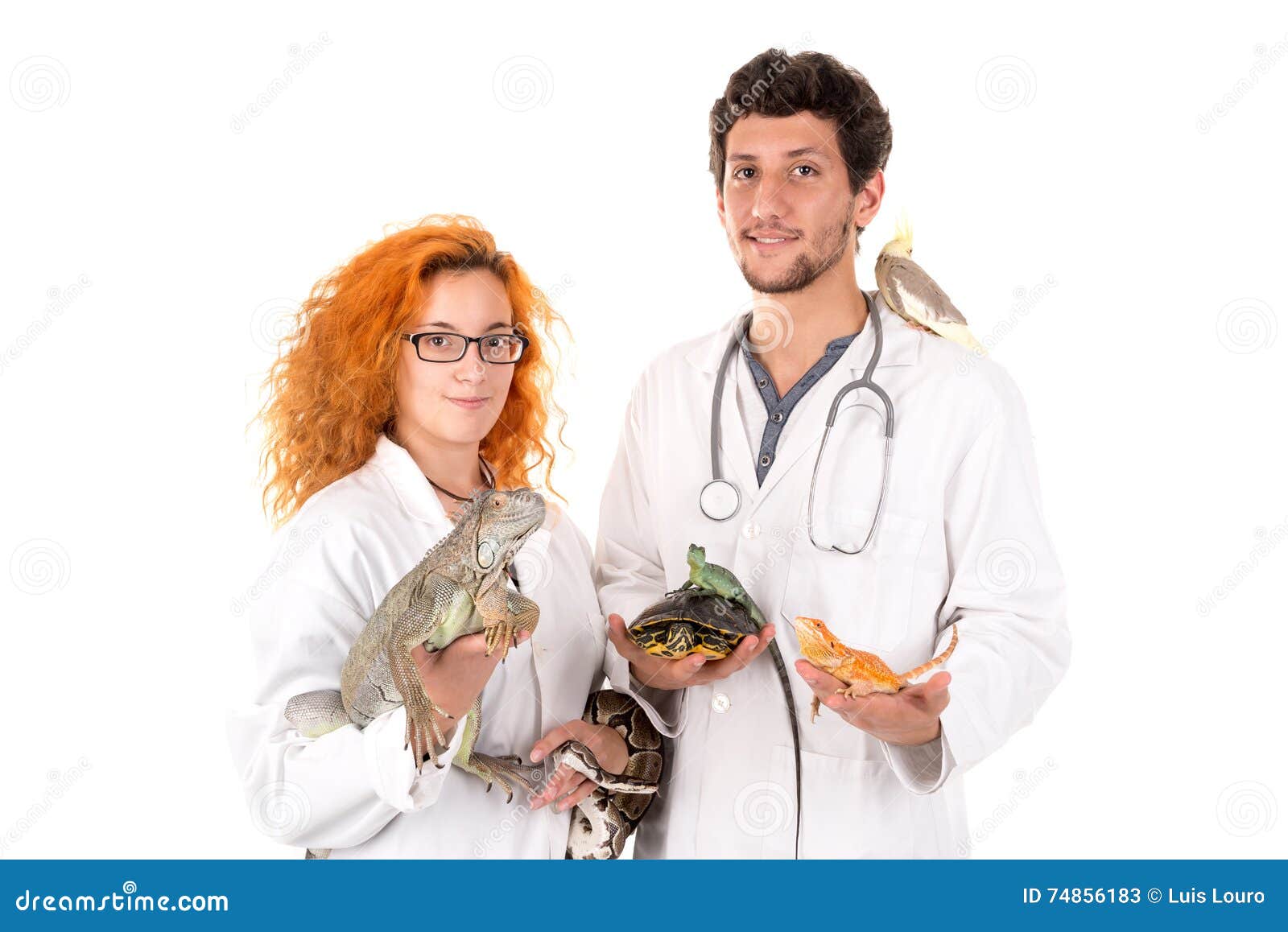 Veterinarian team stock image. Image of adult, hospital - 74856183