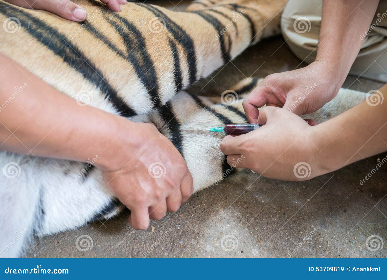 Veterinarian and Zookeeper Getting Blood Drawn Stock Image - Image of ...