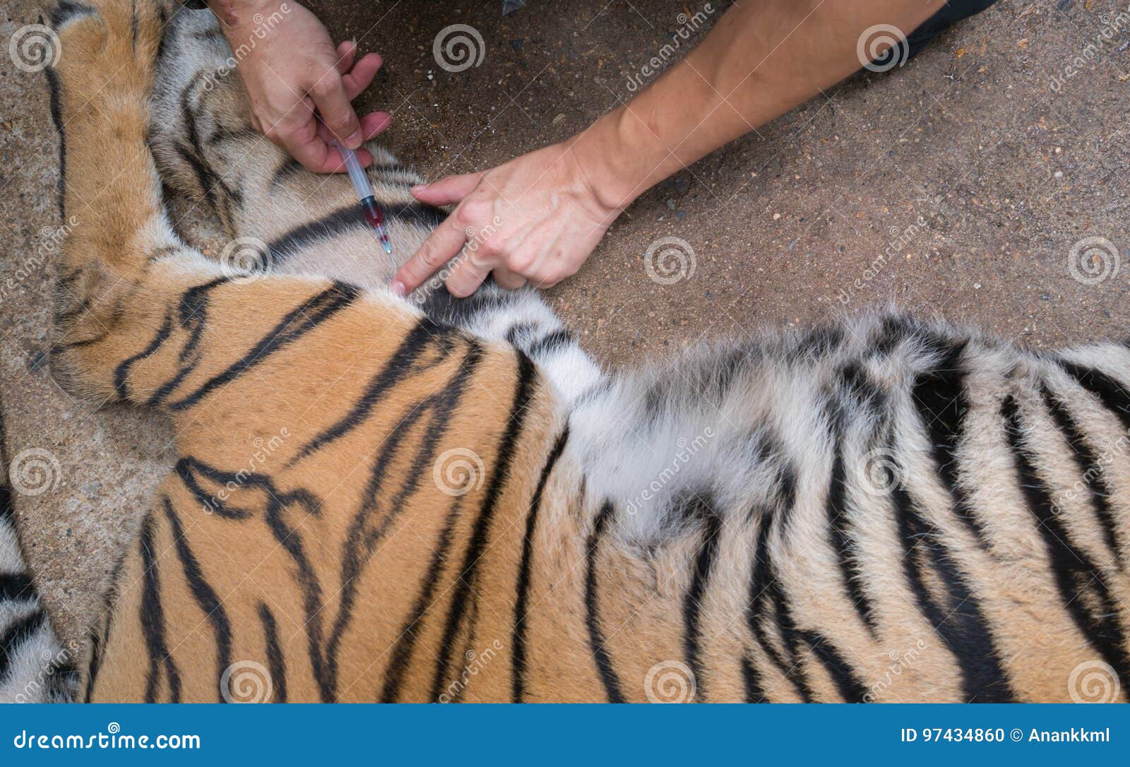 Veterinarian and Zookeeper Getting Blood from the Tiger Stock Photo ...