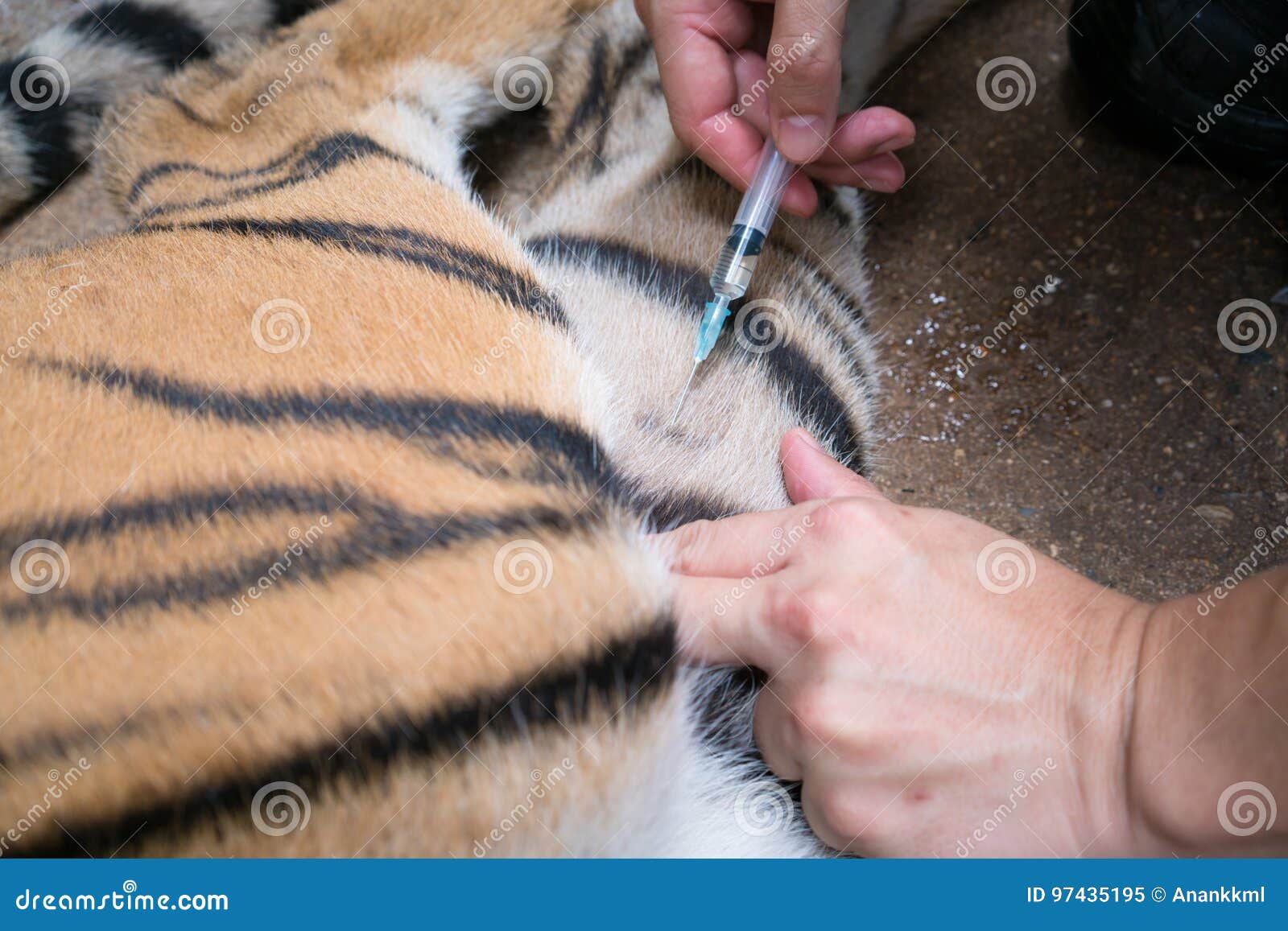 Veterinarian and Zookeeper Getting Blood from the Tiger Stock Image ...