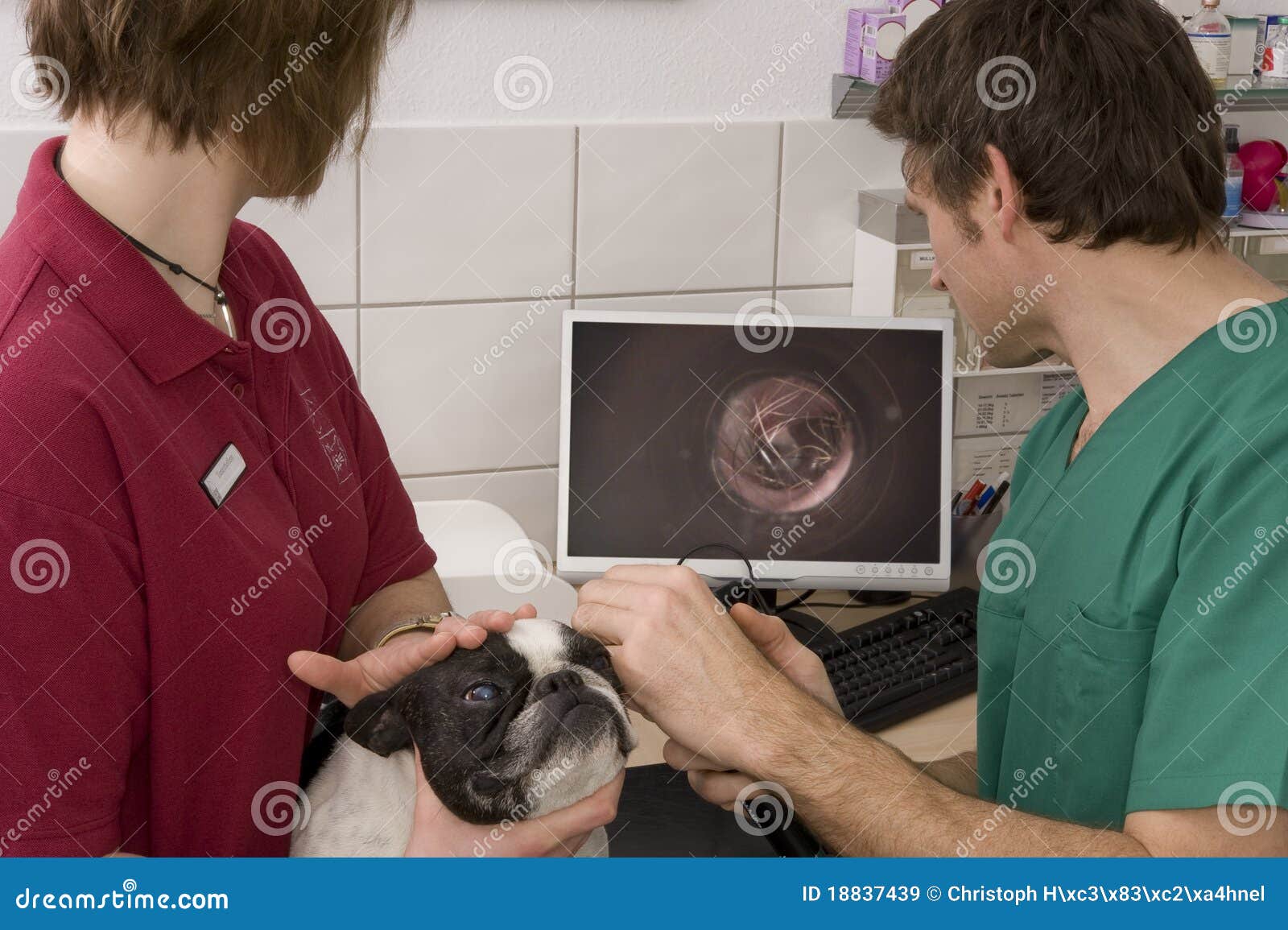 Veterinary stock image. Image of veterinarian, practice - 18837439